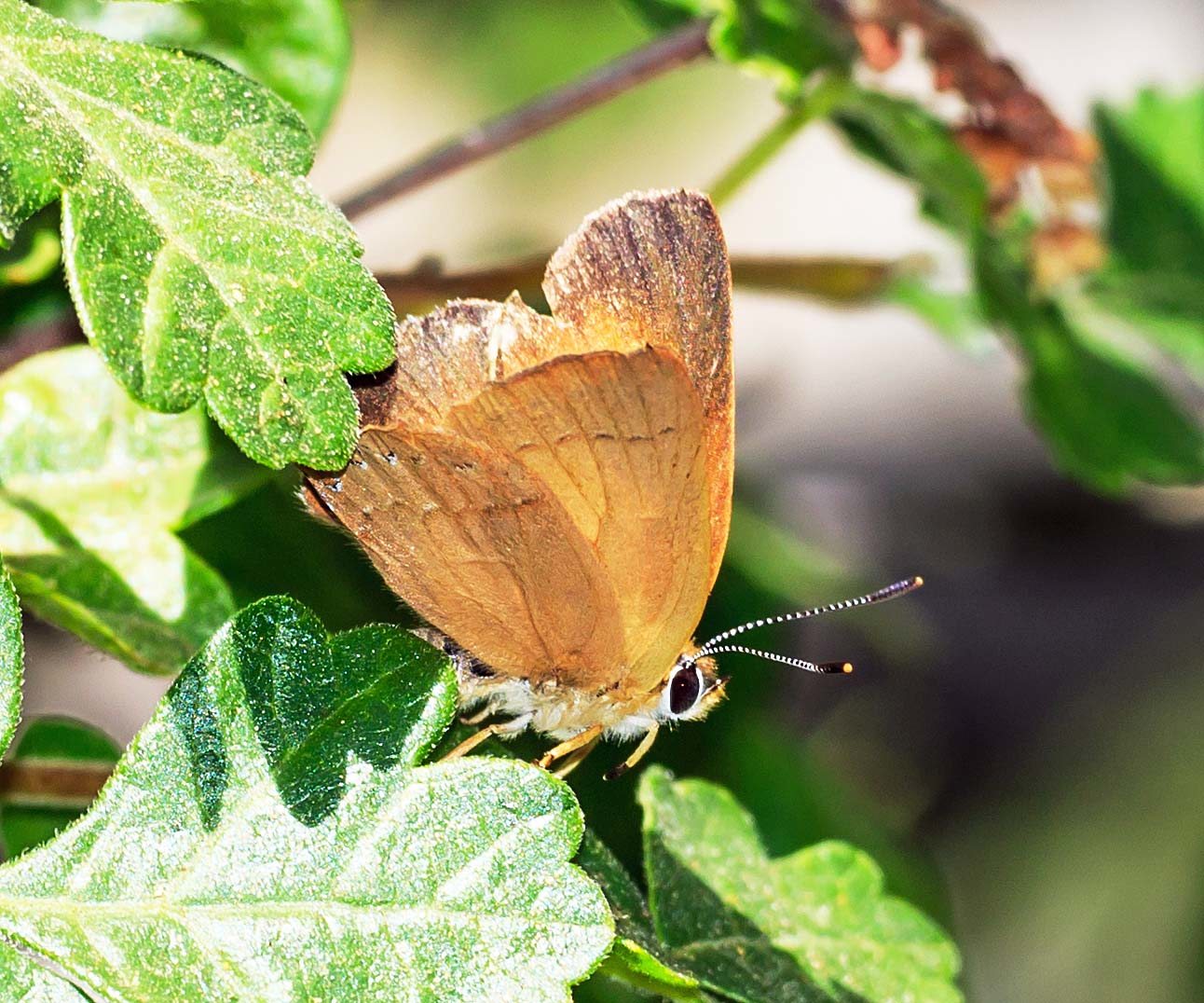 Sightings for July 2016 | NABA Butterfly Sightings