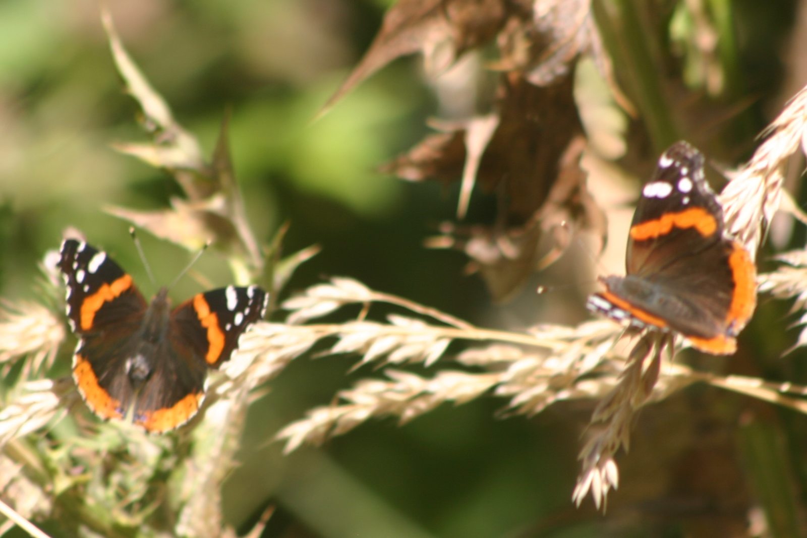 Sightings for July 2016 | NABA Butterfly Sightings