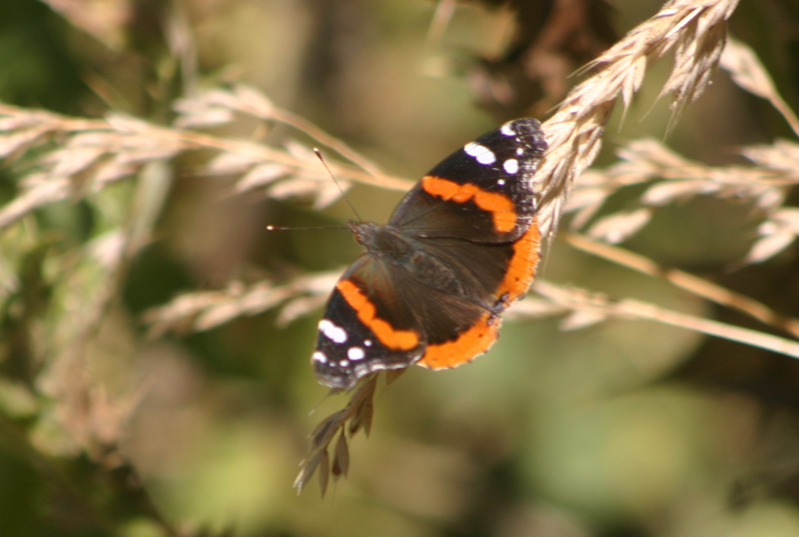 Sightings for July 2016 | NABA Butterfly Sightings