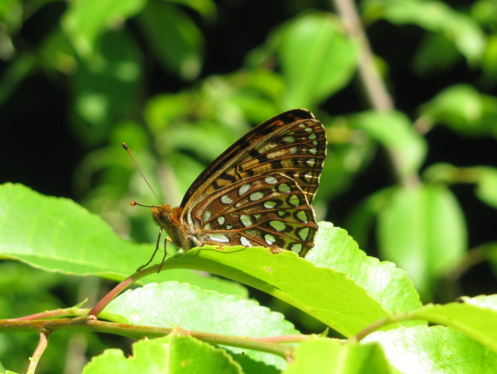 Sightings for July 2016 | NABA Butterfly Sightings