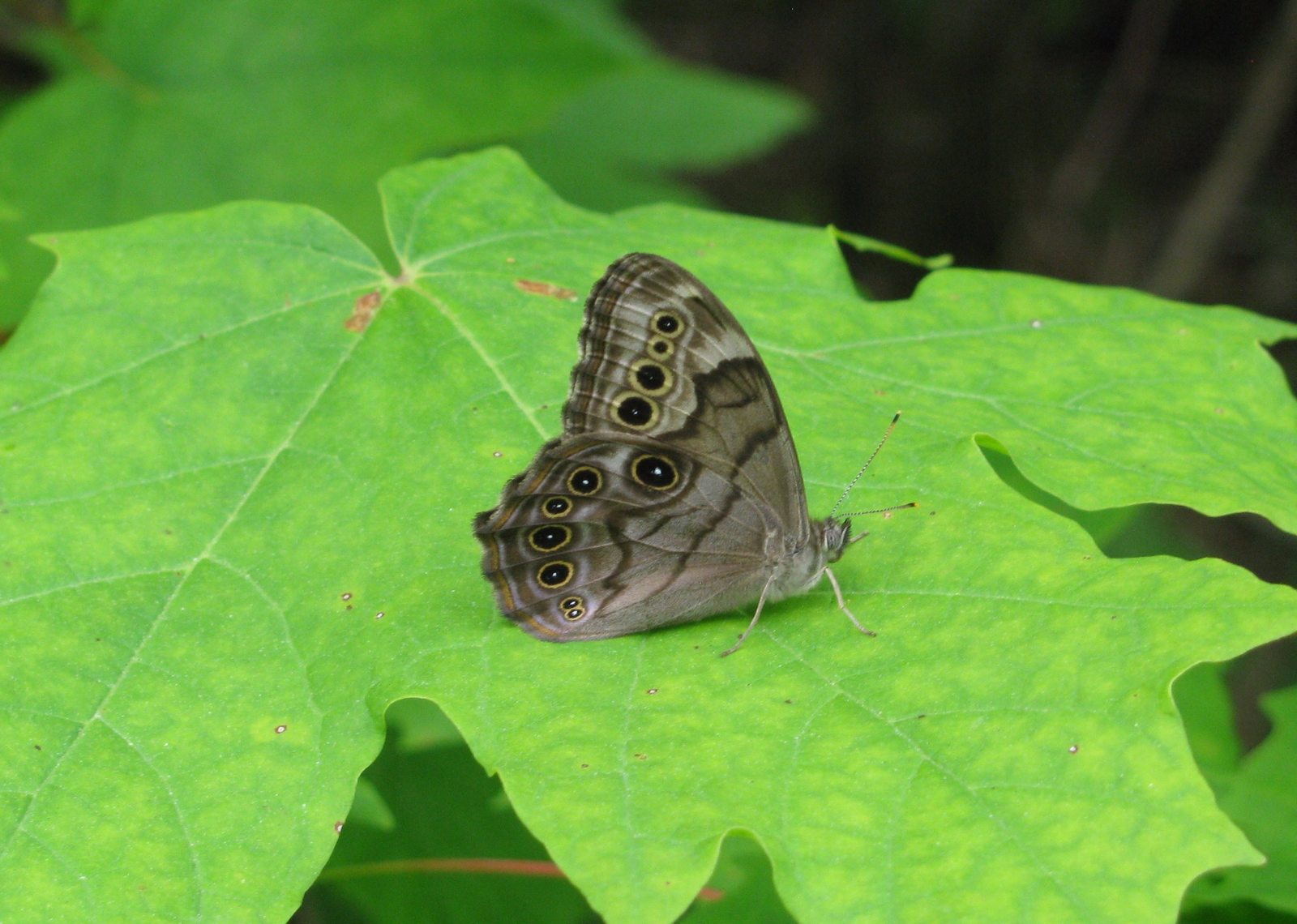 Sightings for July 2016 | NABA Butterfly Sightings