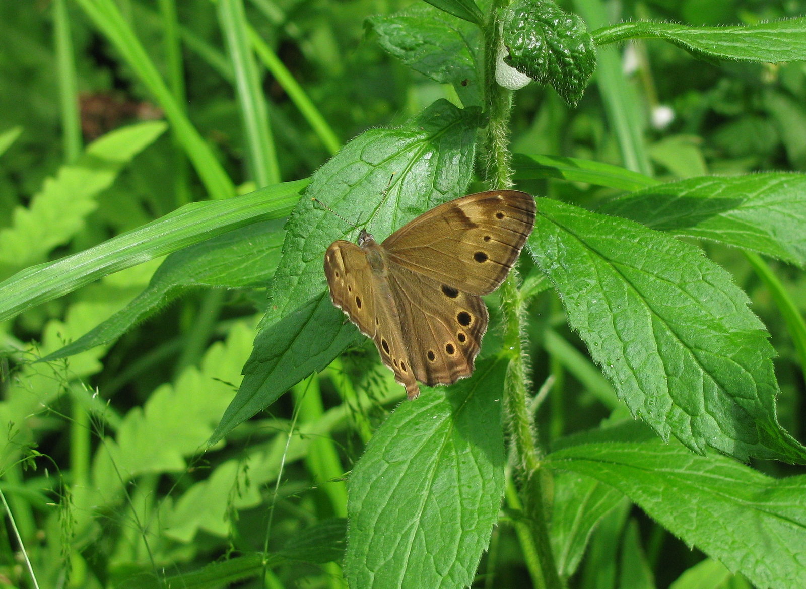 Sightings for July 2016 | NABA Butterfly Sightings