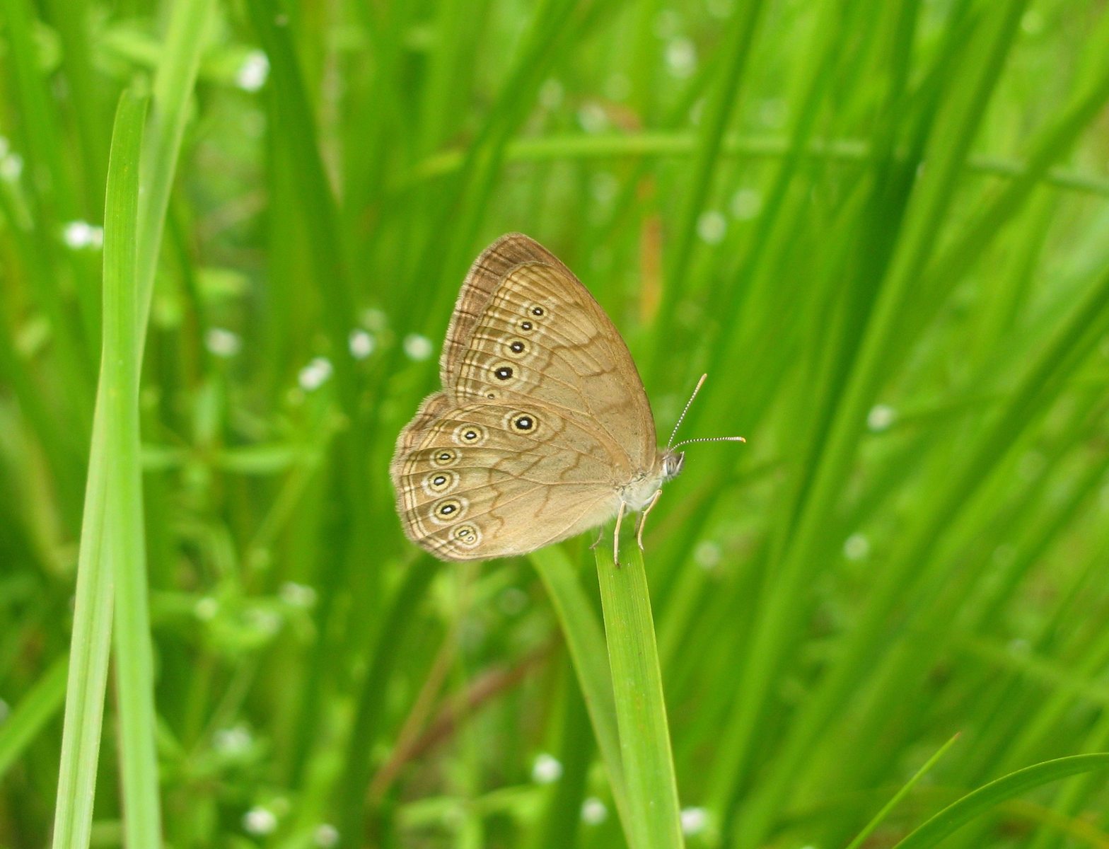Sightings for July 2016 | NABA Butterfly Sightings