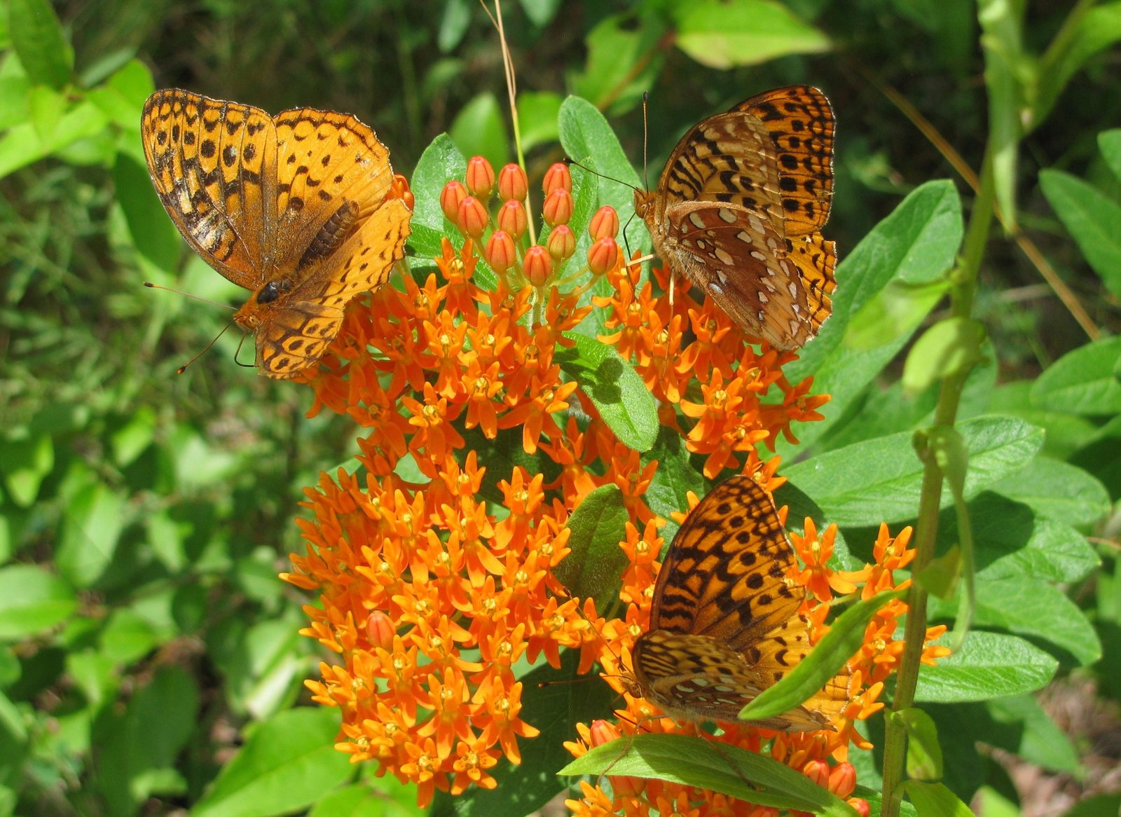 Sightings for July 2016 | NABA Butterfly Sightings
