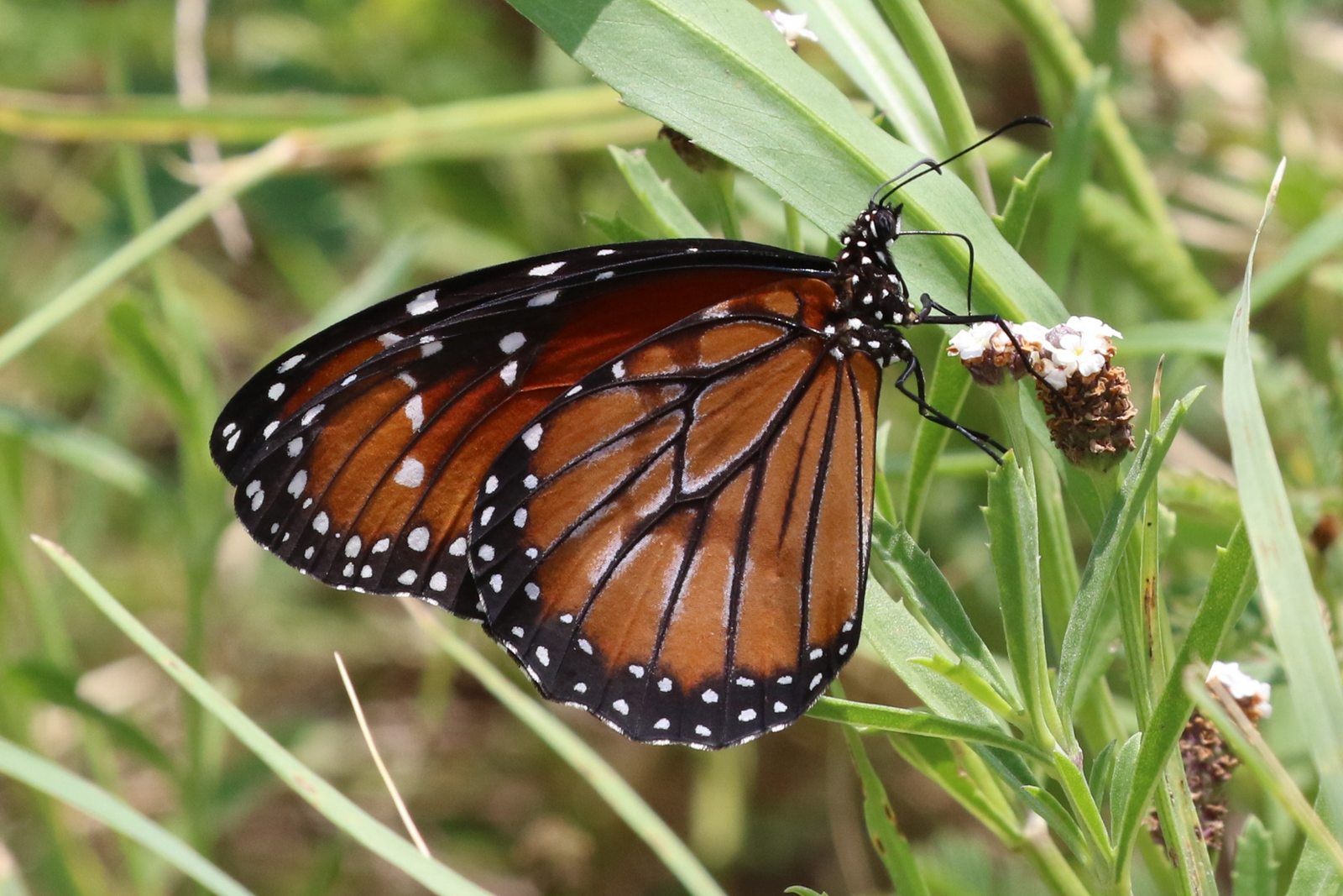 Sightings for July 2016 | NABA Butterfly Sightings