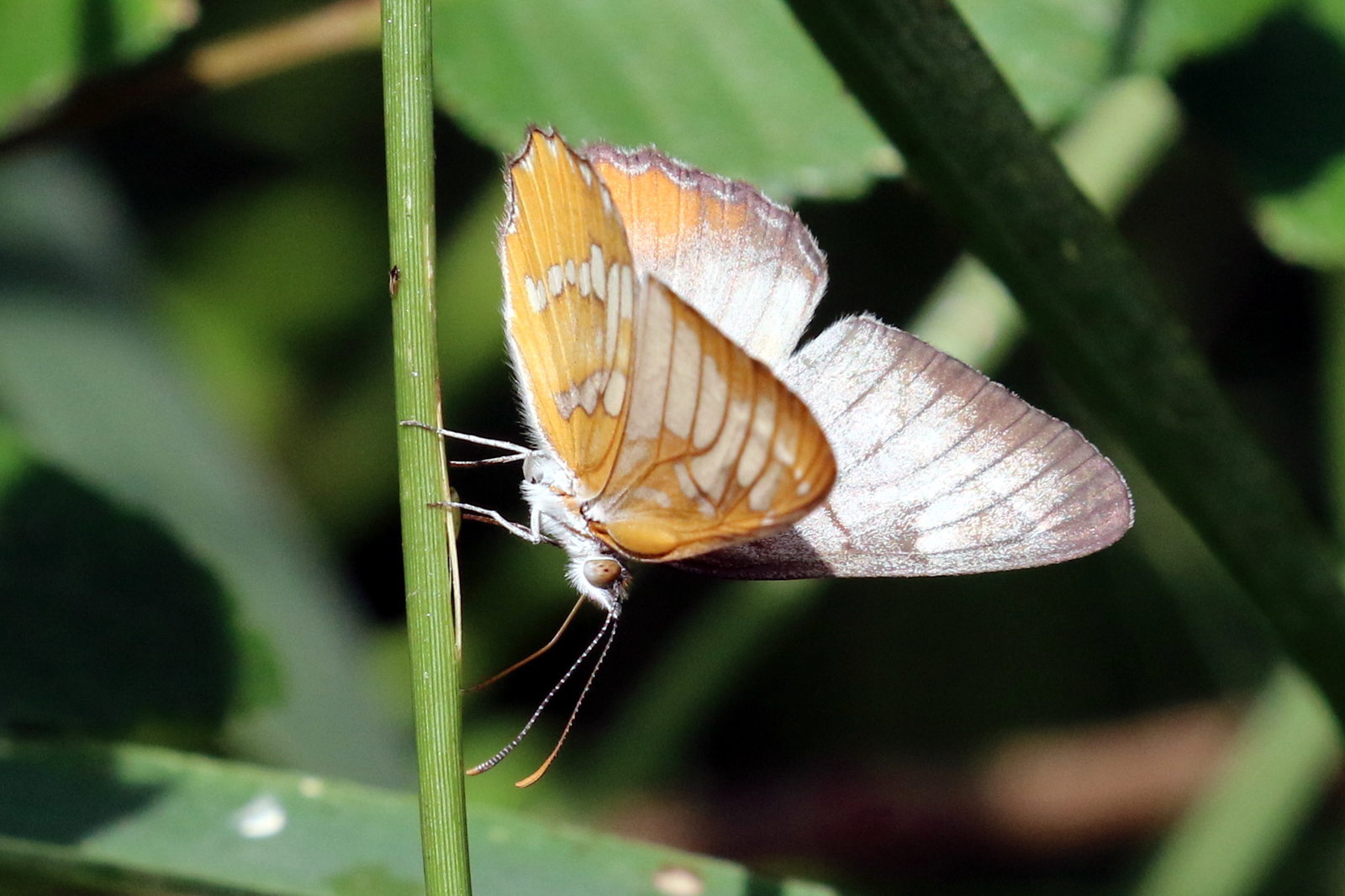 Sightings for July 2016 | NABA Butterfly Sightings