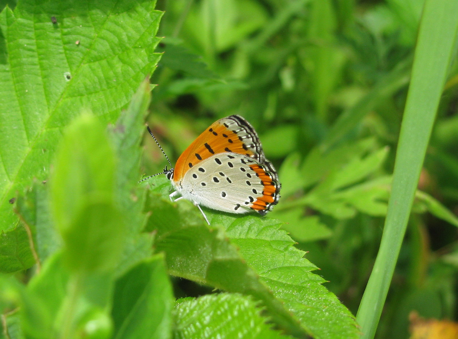 Sightings for July 2016 | NABA Butterfly Sightings