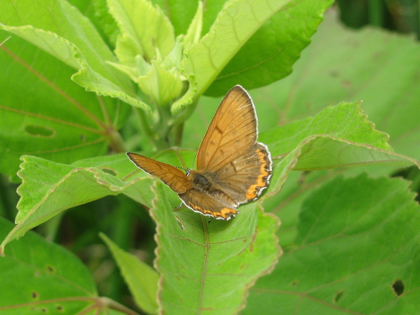 Sightings for July 2016 | NABA Butterfly Sightings