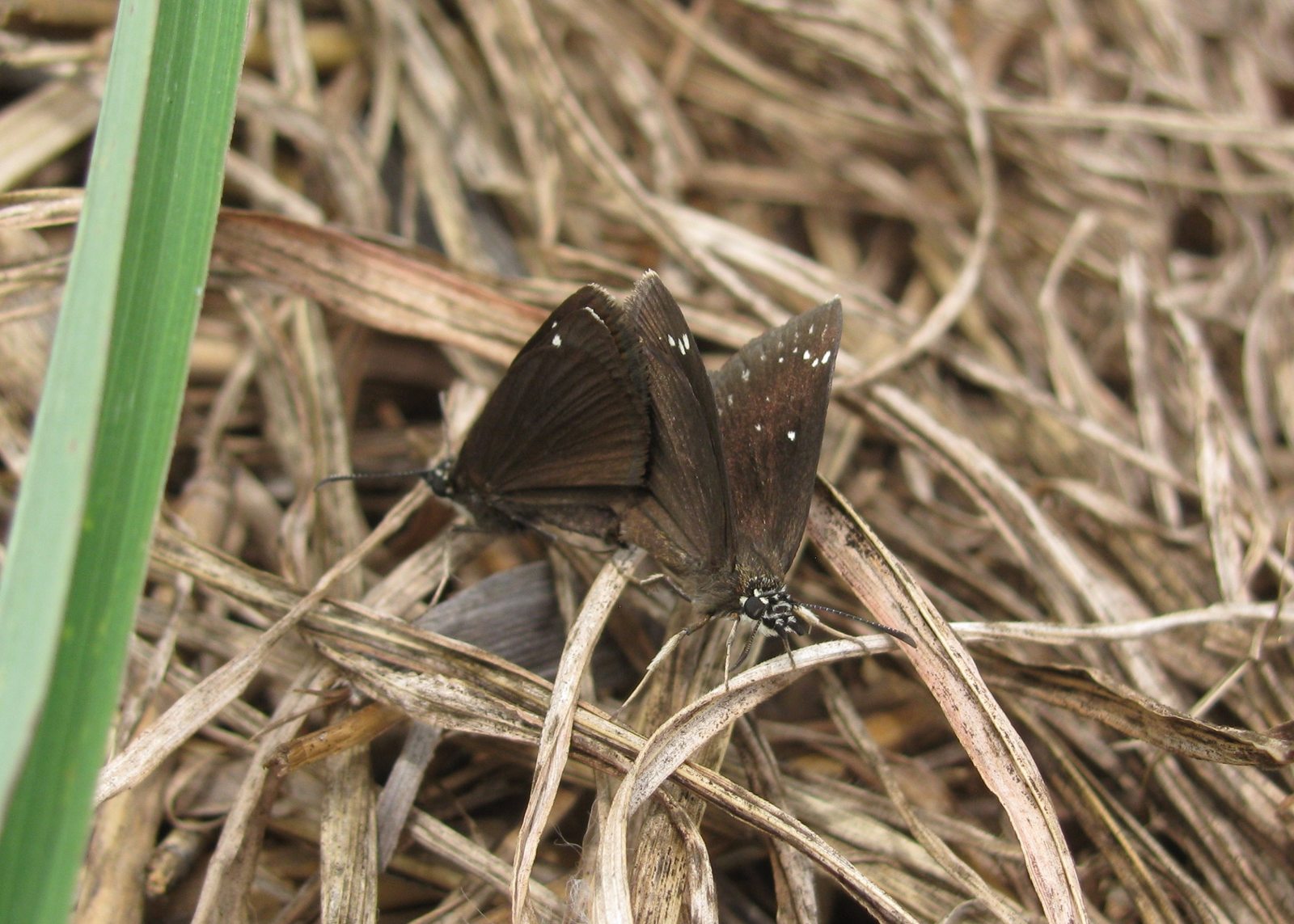 Sightings for July 2016 | NABA Butterfly Sightings