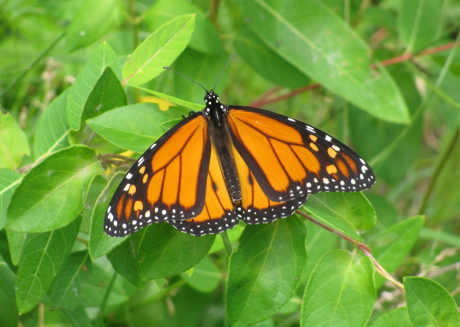 Sightings for July 2016 | NABA Butterfly Sightings