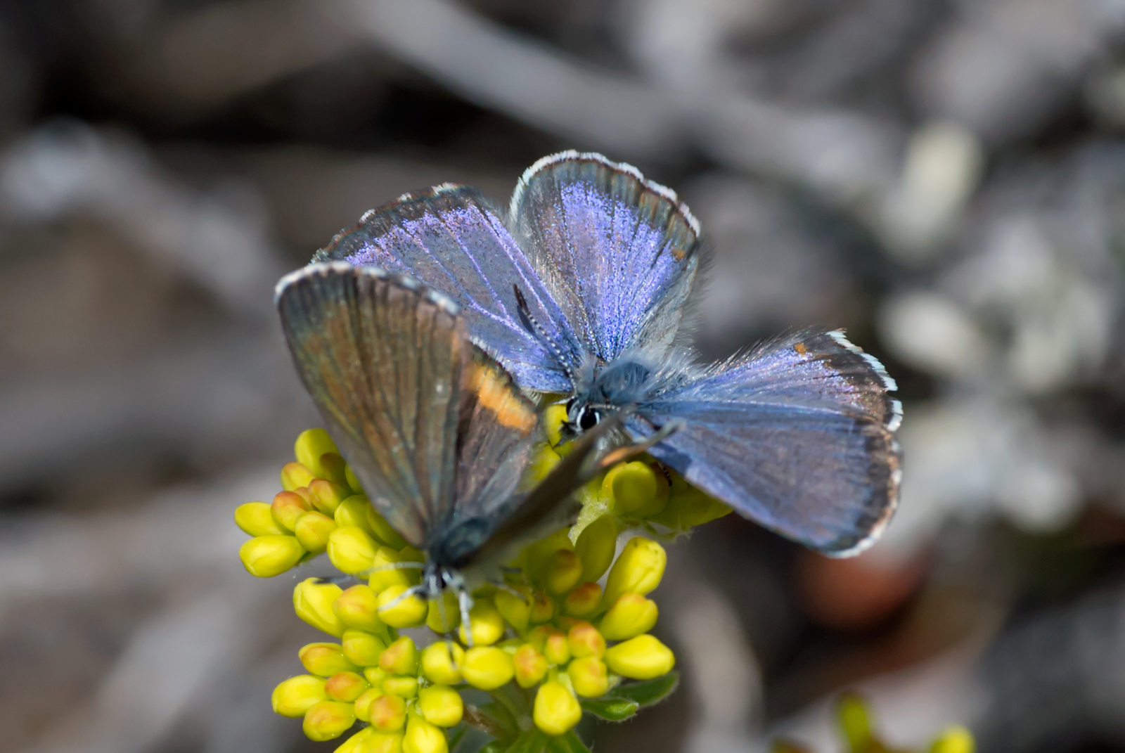 Sightings for July 2016 | NABA Butterfly Sightings