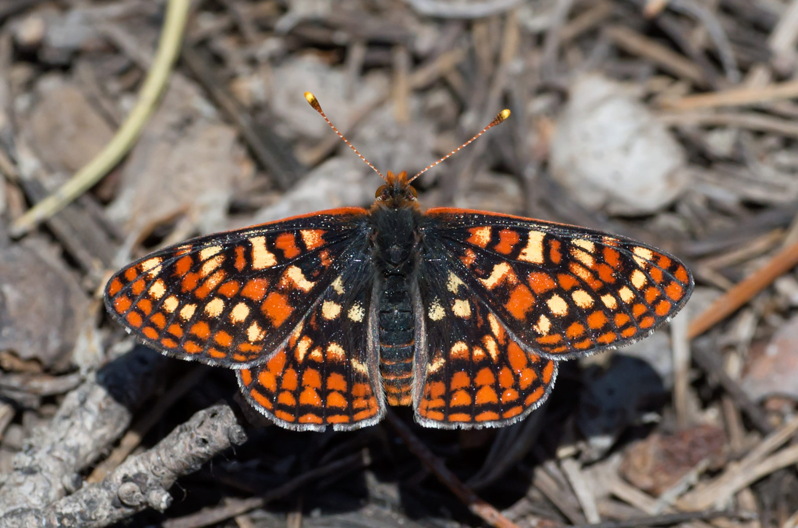 Sightings for July 2016 | NABA Butterfly Sightings