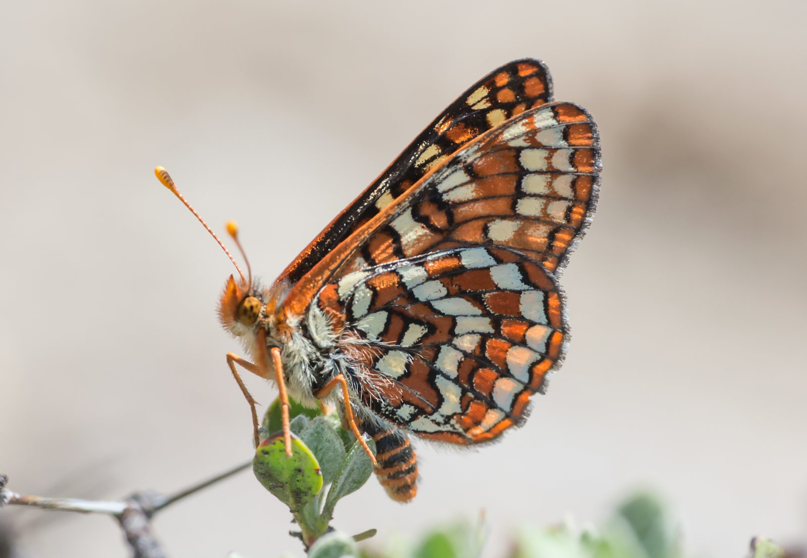 Sightings for July 2016 | NABA Butterfly Sightings