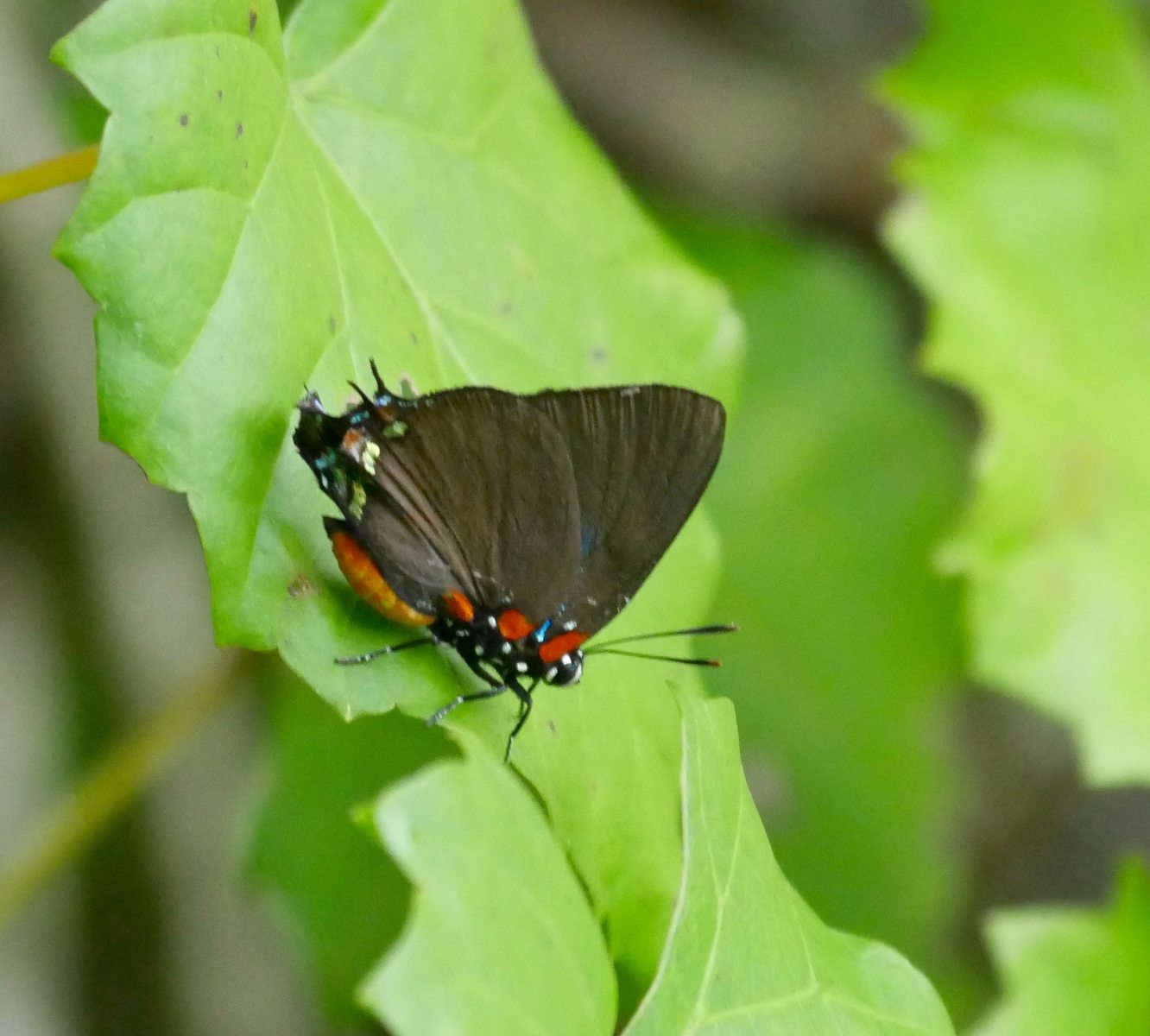 Sightings for July 2016 | NABA Butterfly Sightings