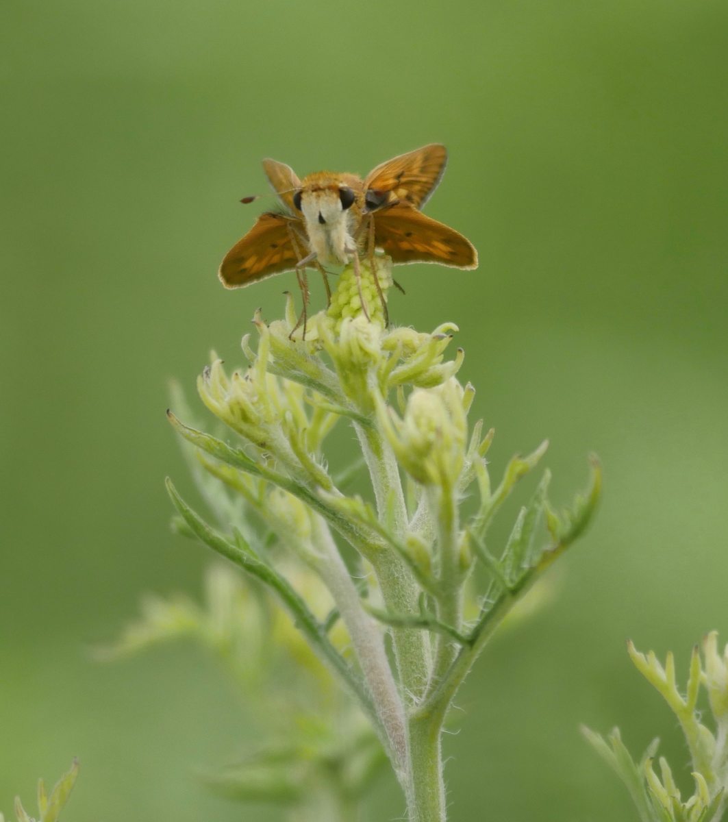 Sightings for July 2016 | NABA Butterfly Sightings