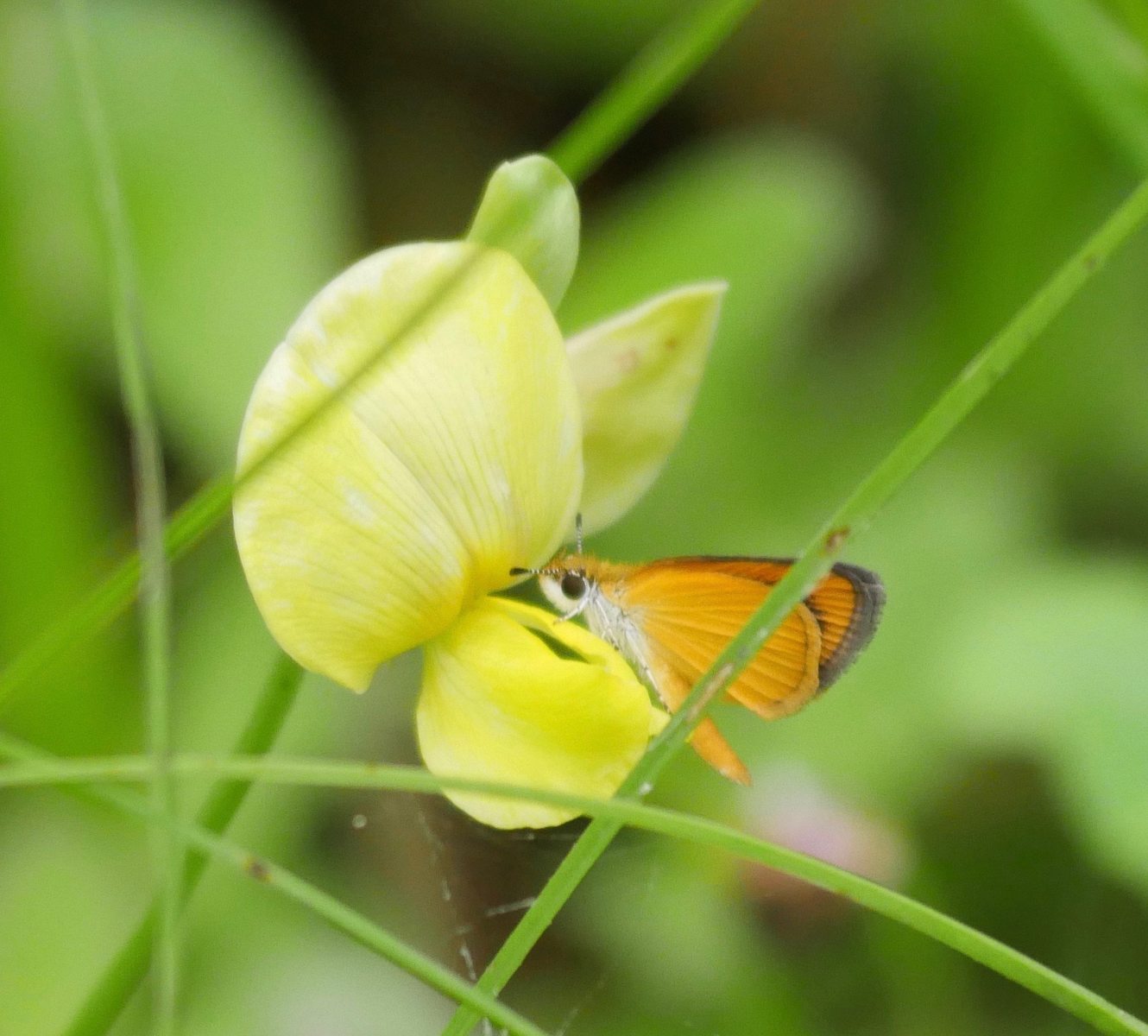 Sightings for July 2016 | NABA Butterfly Sightings