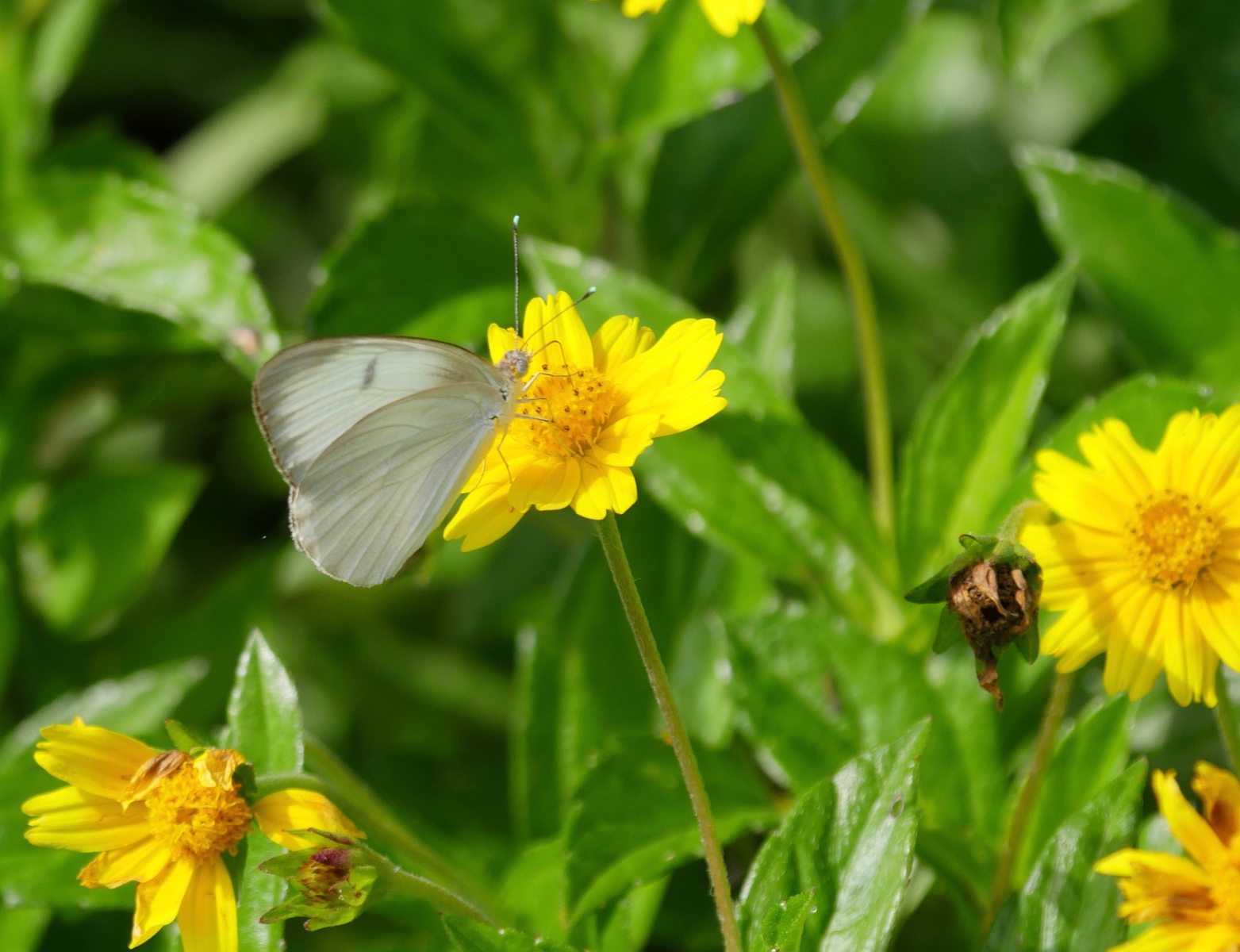 Sightings for July 2016 | NABA Butterfly Sightings