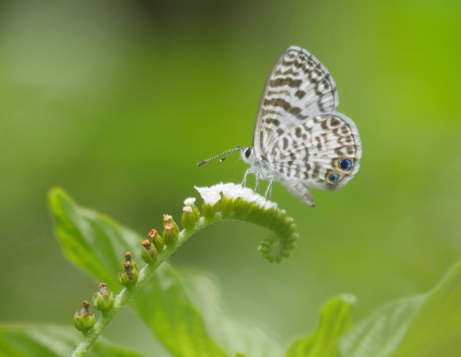 Sightings for July 2016 | NABA Butterfly Sightings