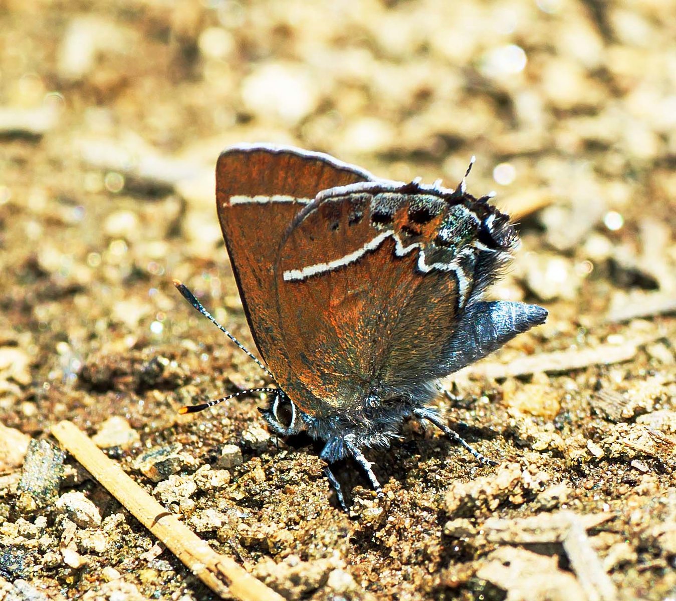 Sightings for July 2016 | NABA Butterfly Sightings