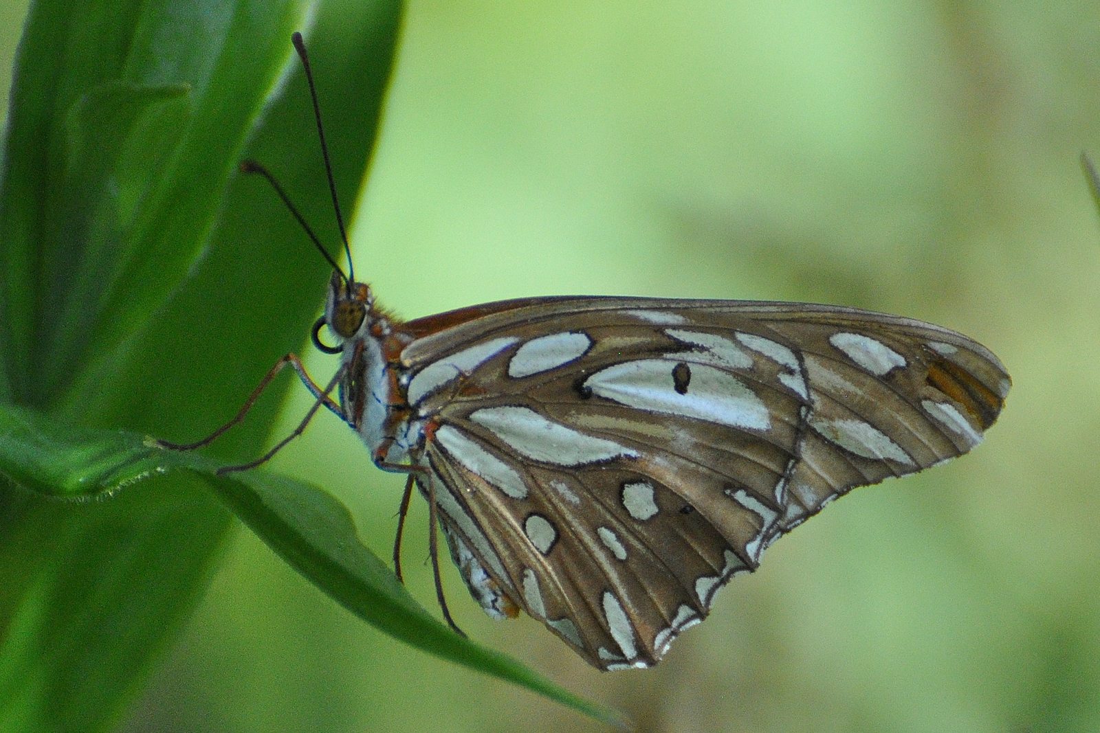 Sightings for July 2016 | NABA Butterfly Sightings