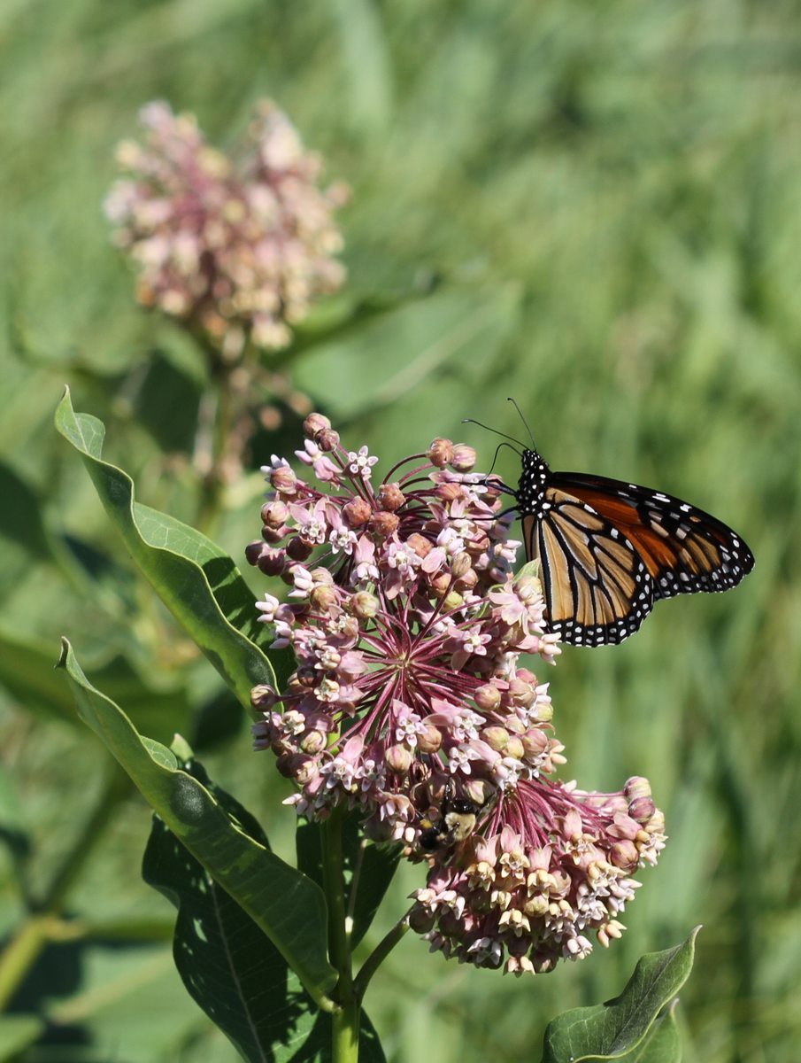 Sightings for July 2016 | NABA Butterfly Sightings