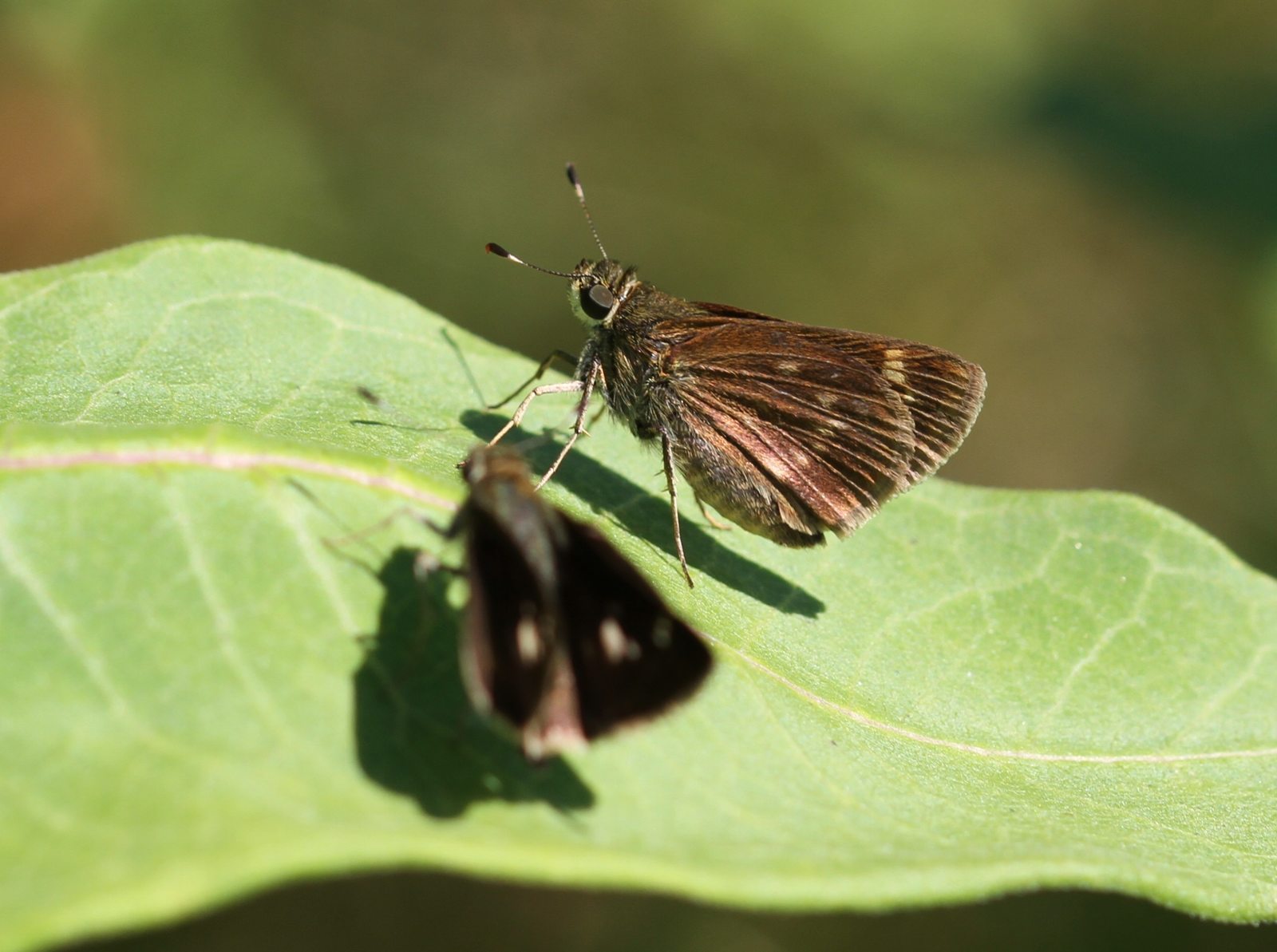 Sightings for July 2016 | NABA Butterfly Sightings