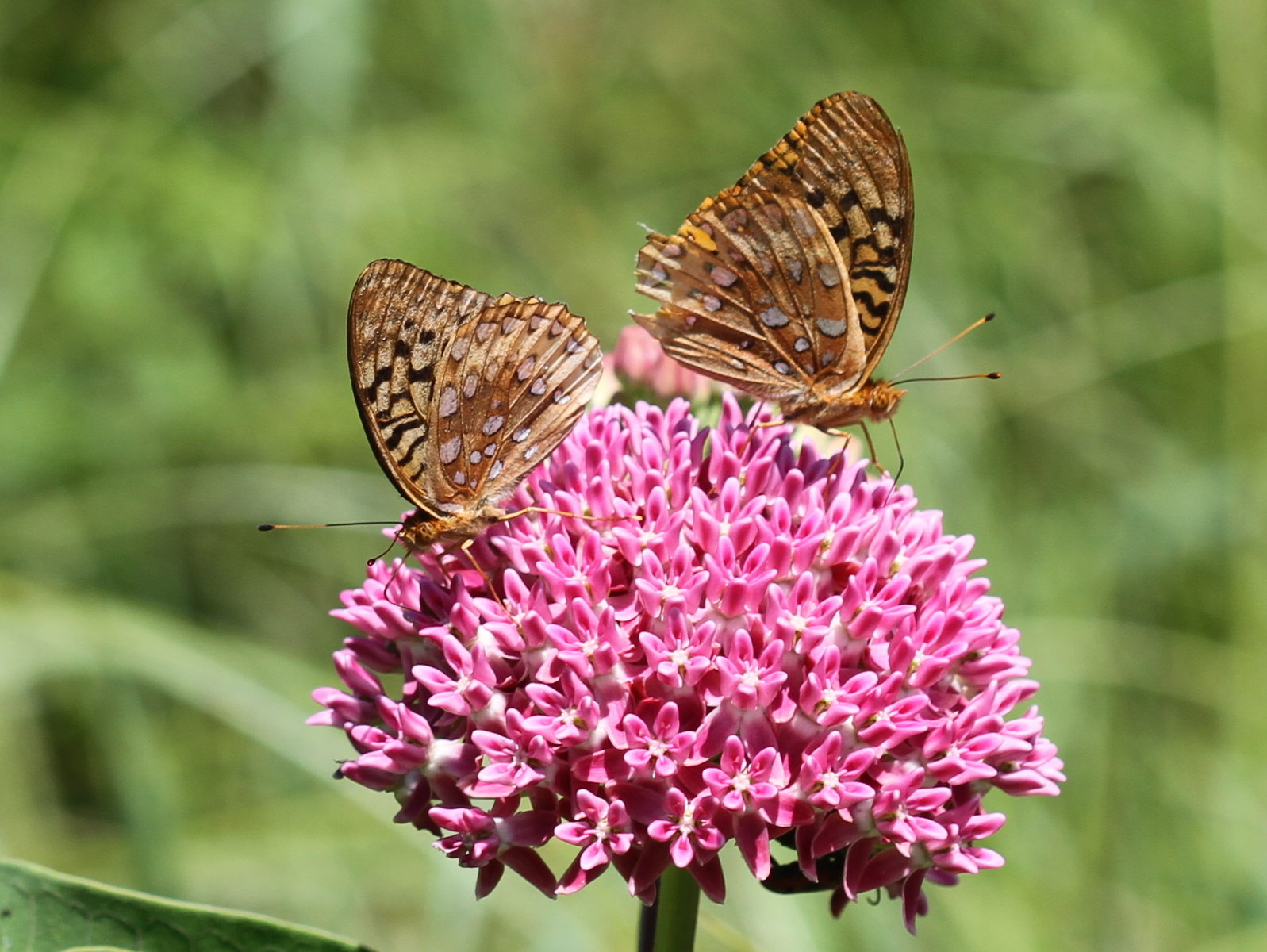 Sightings for July 2016 | NABA Butterfly Sightings