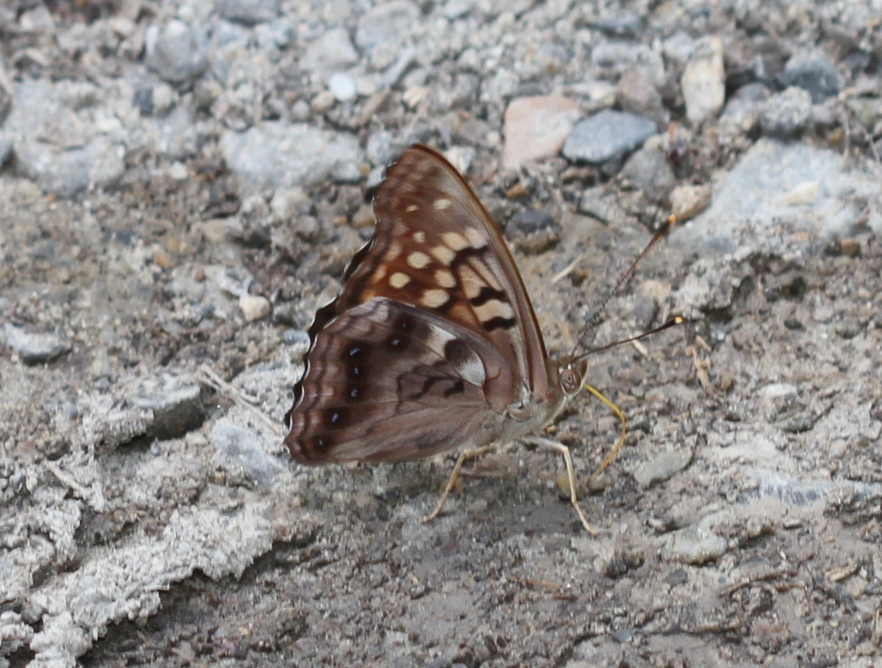 Sightings for July 2016 | NABA Butterfly Sightings