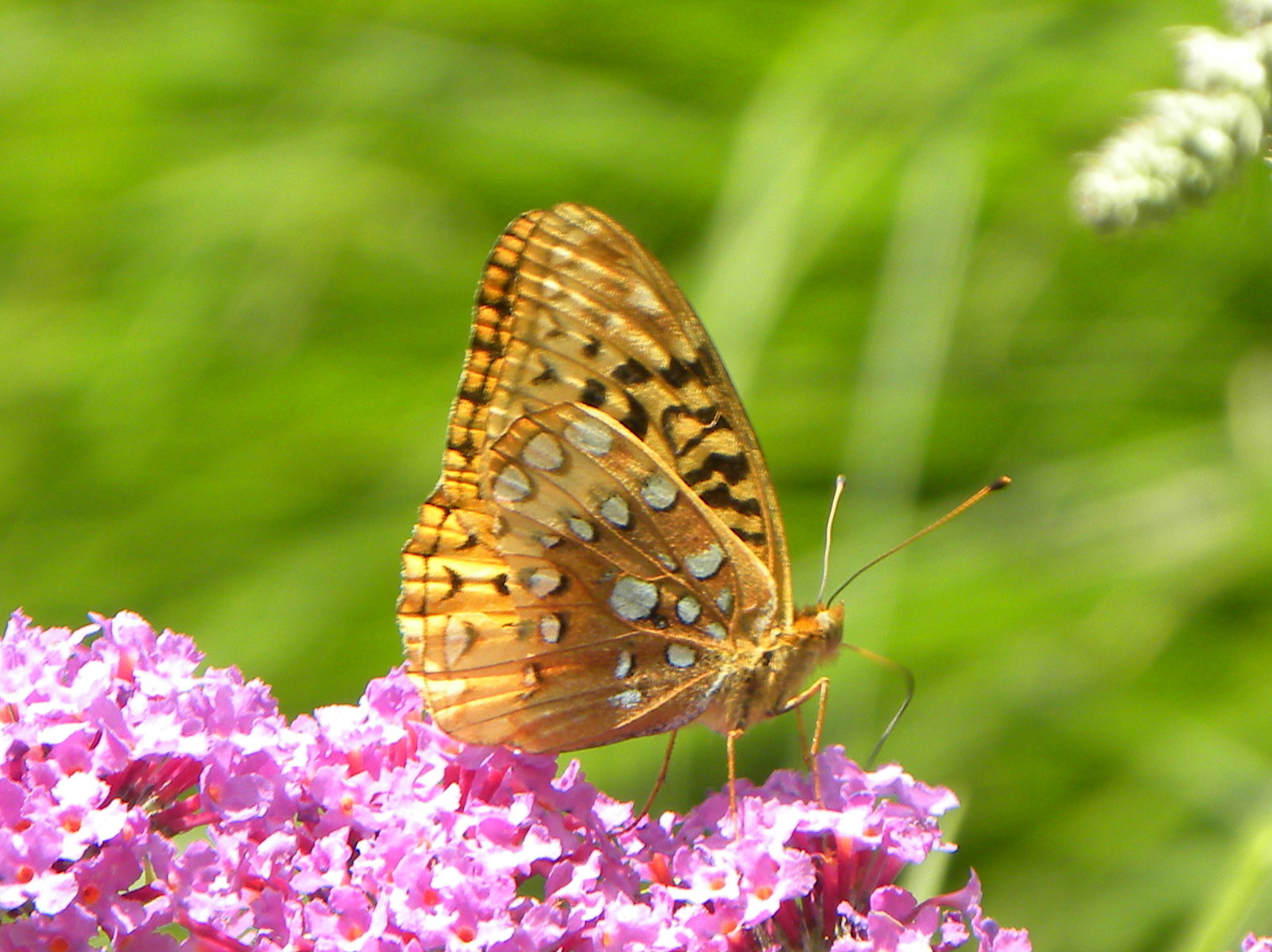 Sightings for July 2016 | NABA Butterfly Sightings