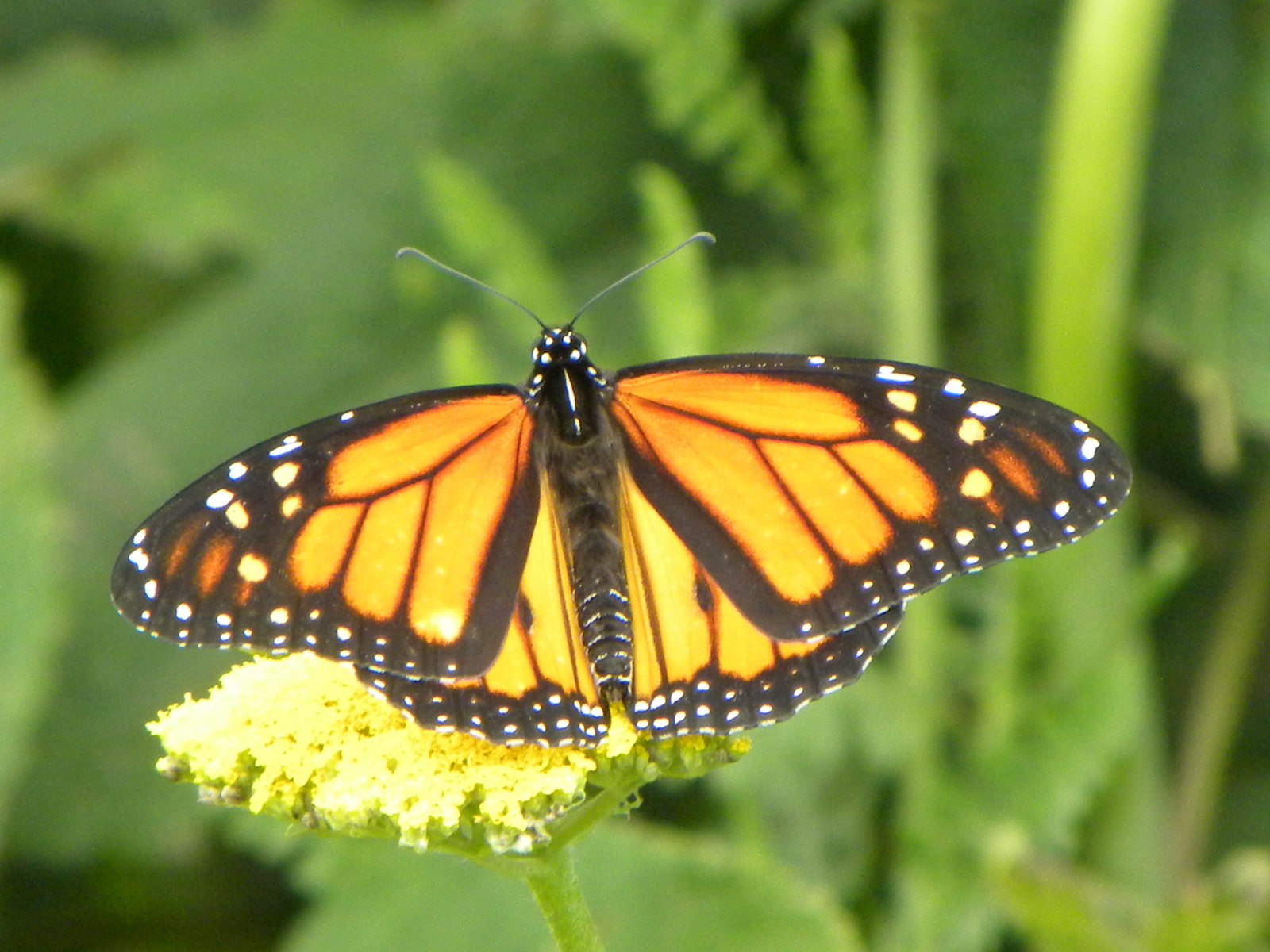 Sightings for July 2016 | NABA Butterfly Sightings