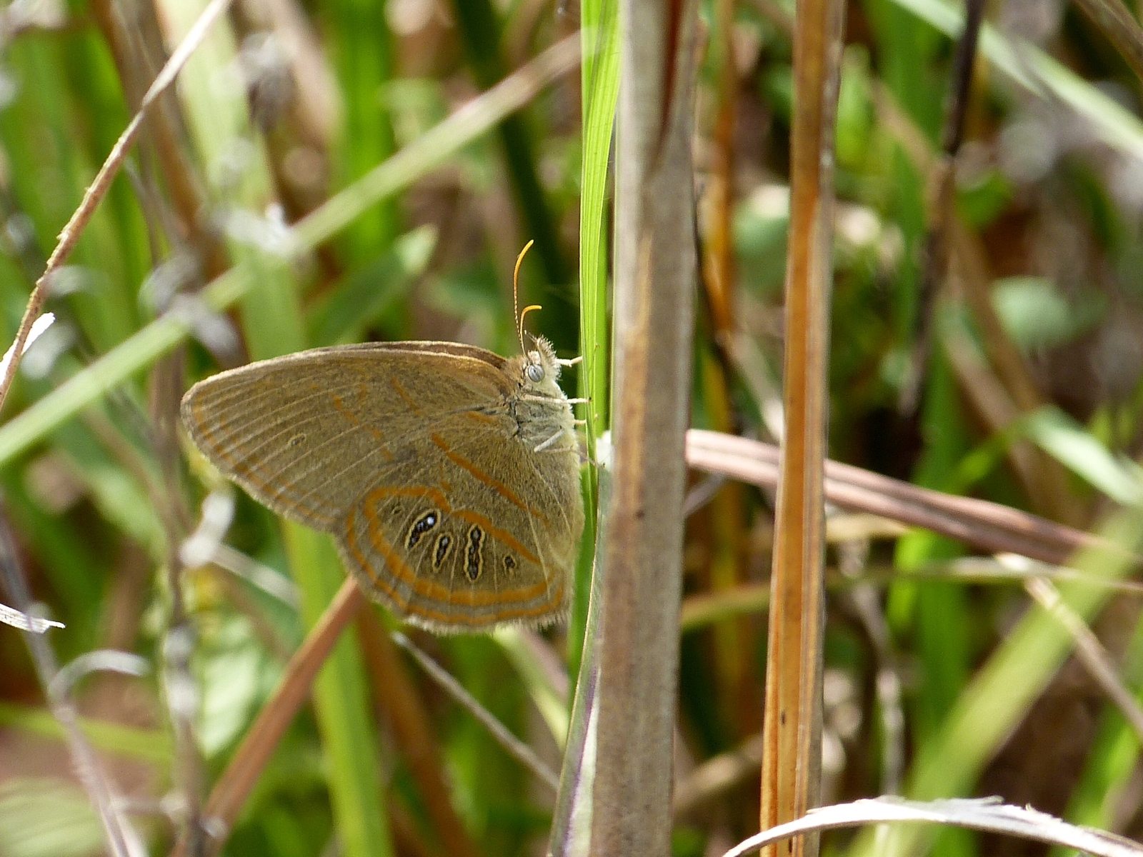 Sightings for July 2016 | NABA Butterfly Sightings