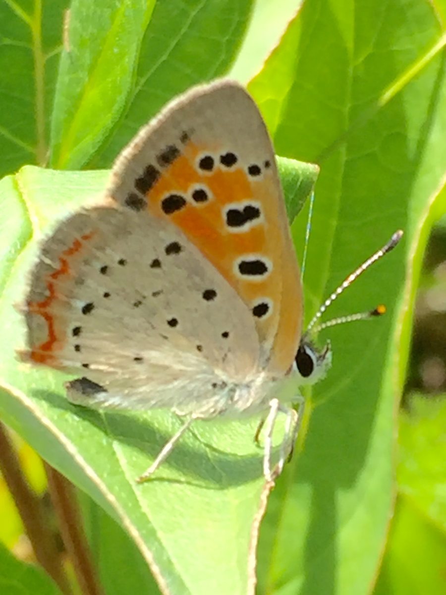 Sightings for July 2016 | NABA Butterfly Sightings