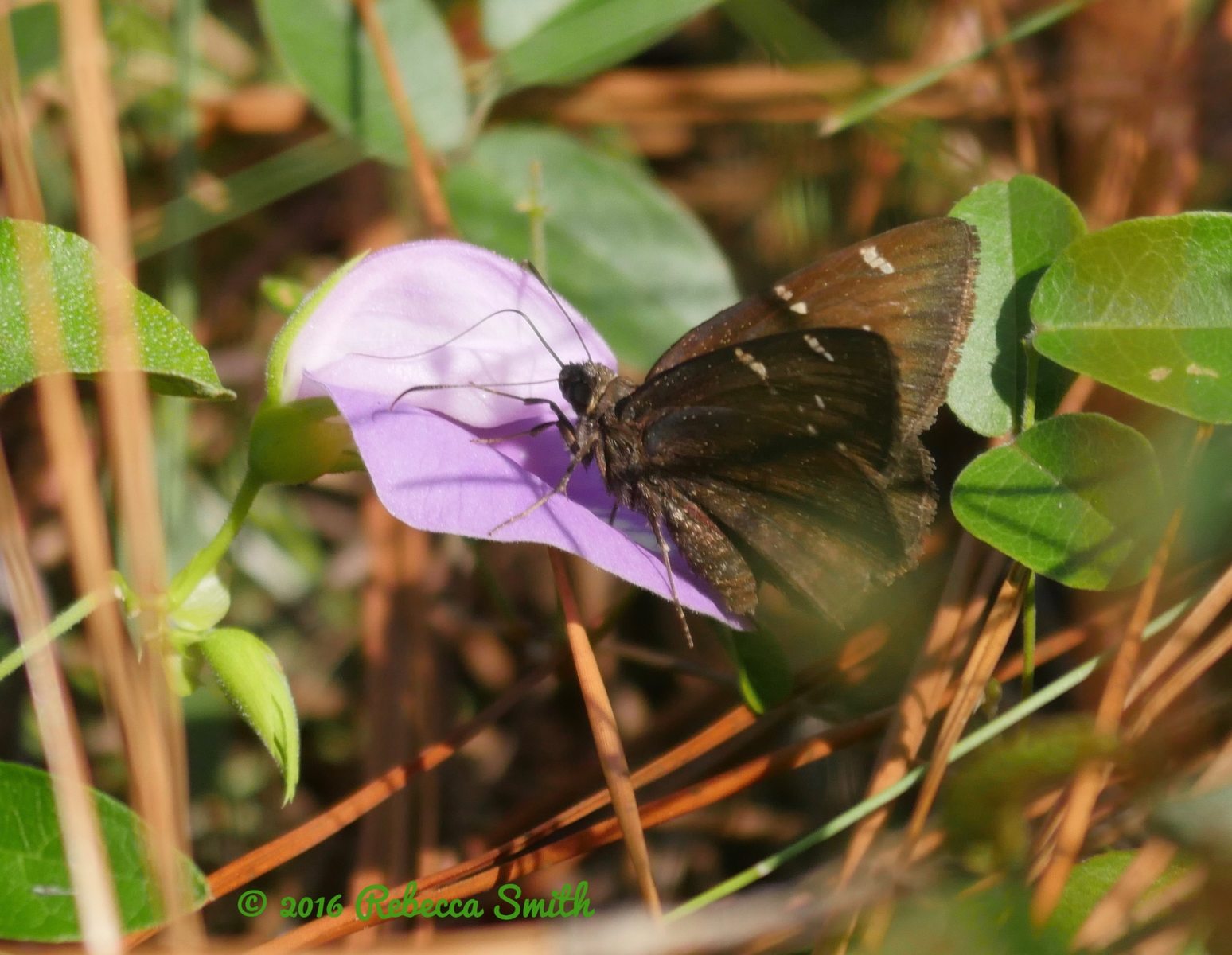 Sightings for July 2016 | NABA Butterfly Sightings