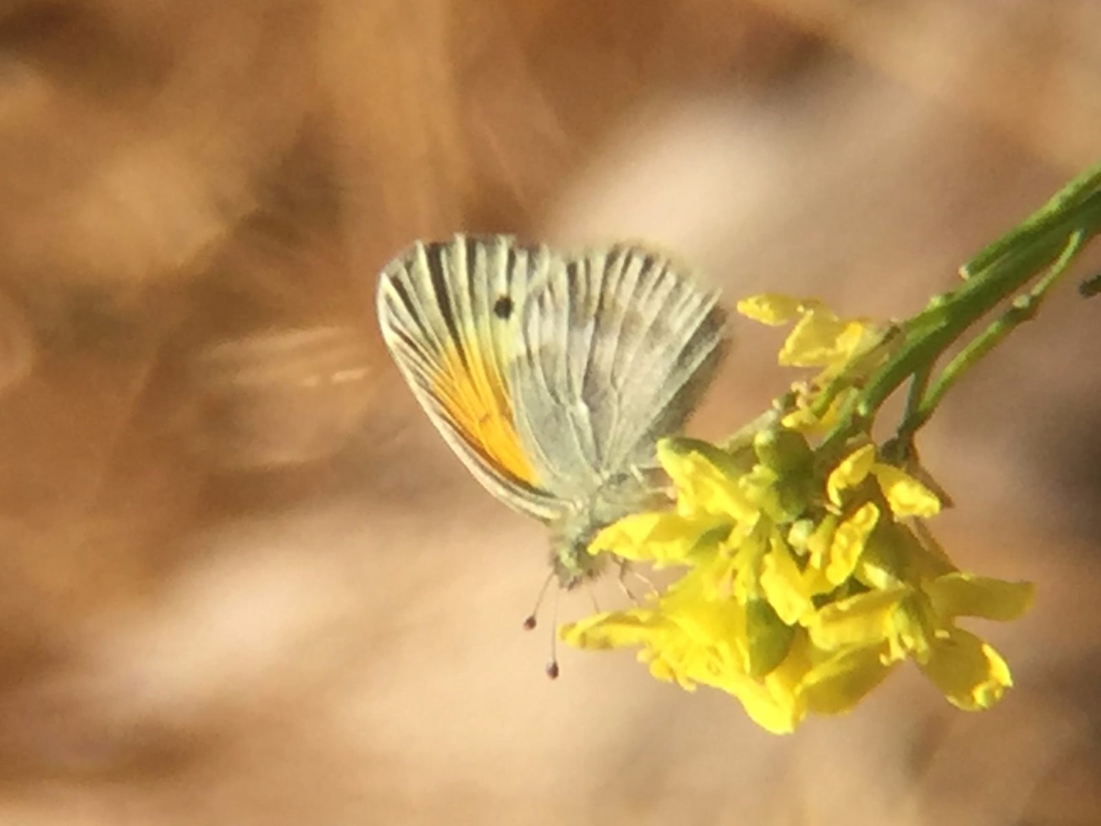 Sightings for July 2016 | NABA Butterfly Sightings