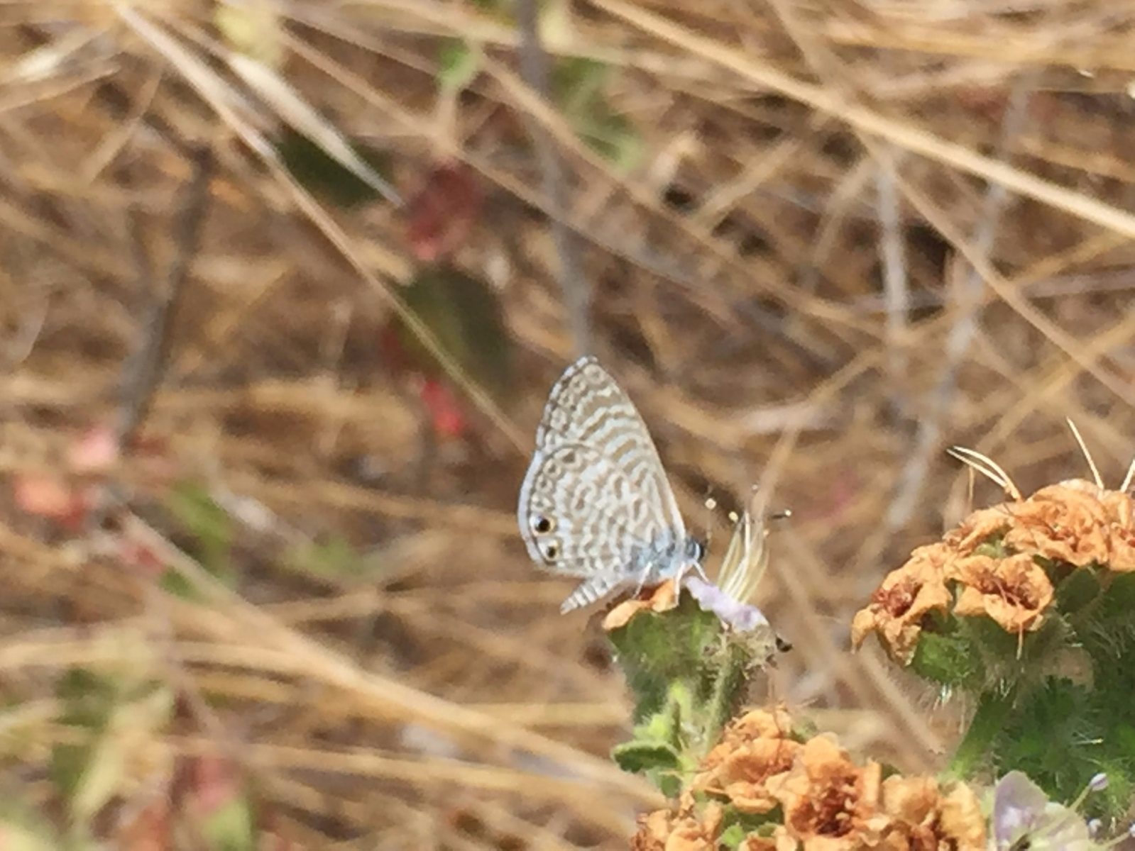 Sightings for July 2016 | NABA Butterfly Sightings