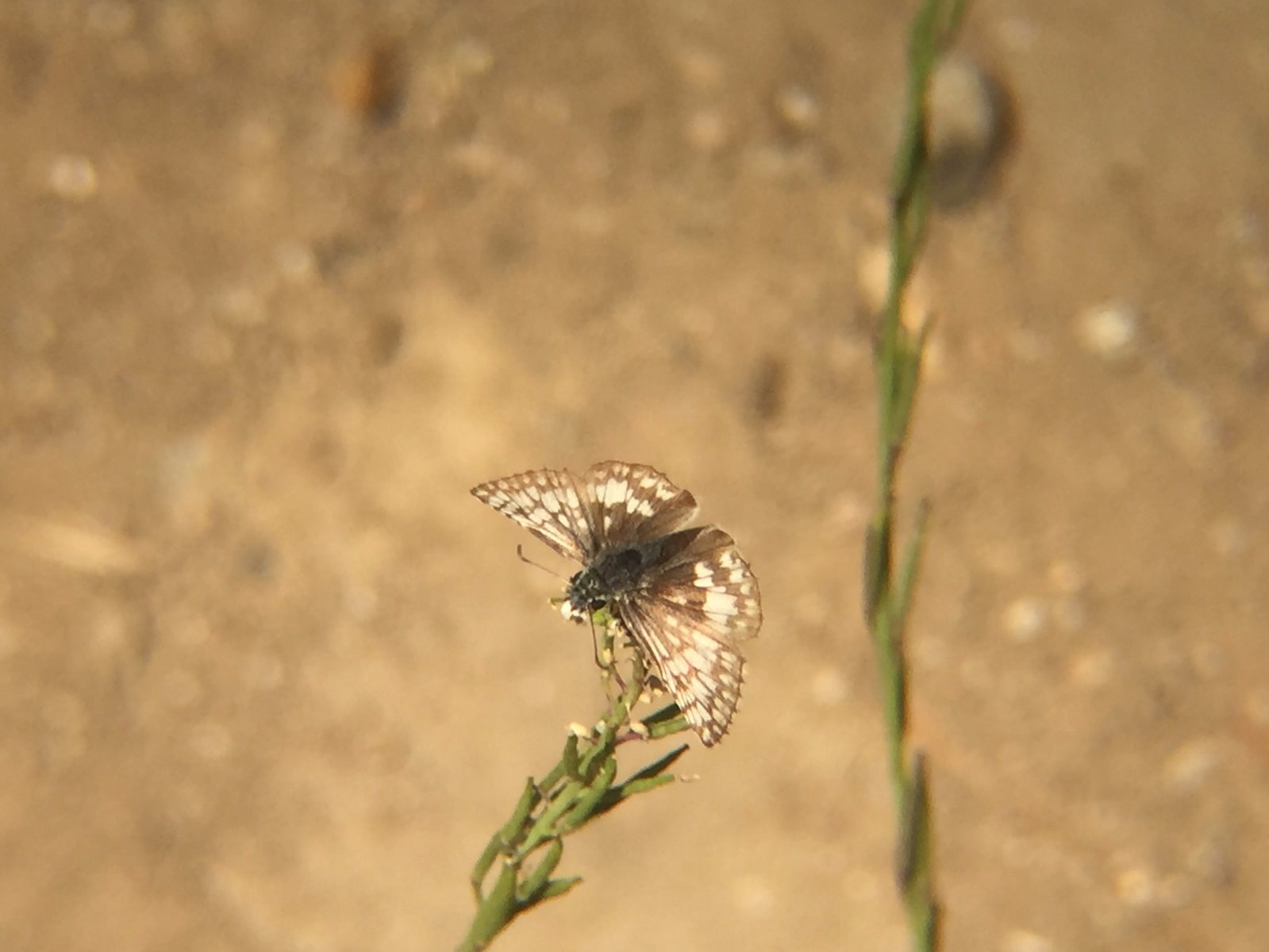 Sightings for July 2016 | NABA Butterfly Sightings