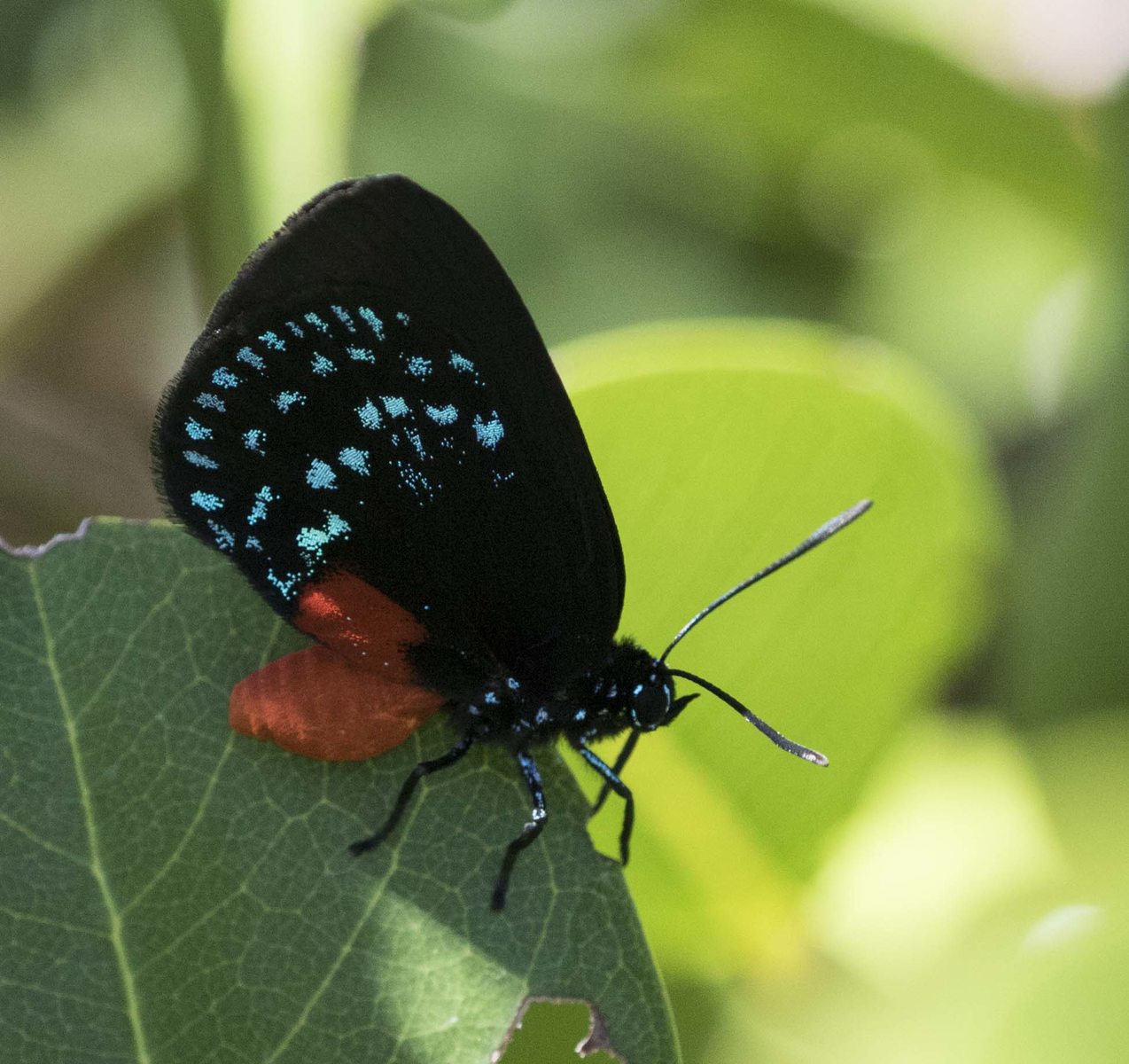 Sighting by Beth Polvino, 2/24/2017, in Florida | NABA Butterfly Sightings