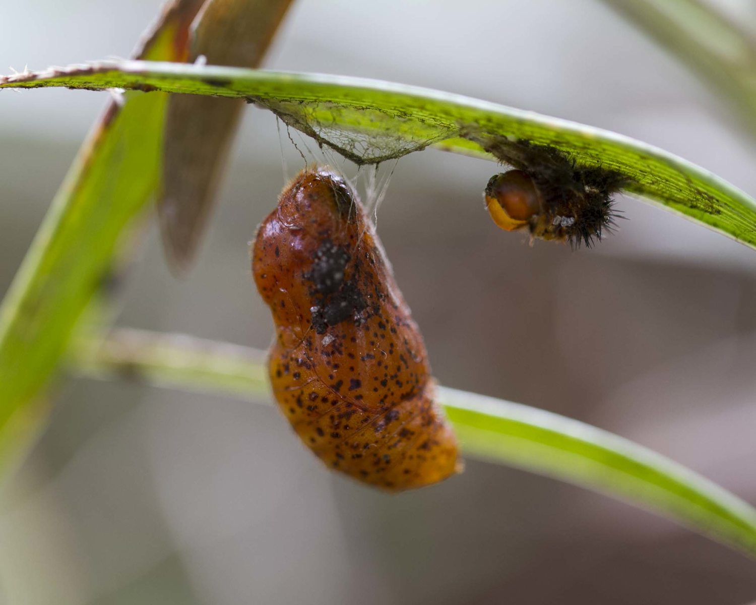 Sighting by Beth Polvino, 2/24/2017, in Florida | NABA Butterfly Sightings