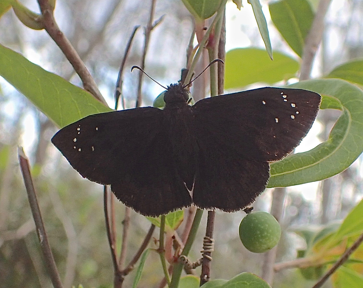 Sighting by Allen Belden, 3/18/2017, in Florida | NABA Butterfly Sightings