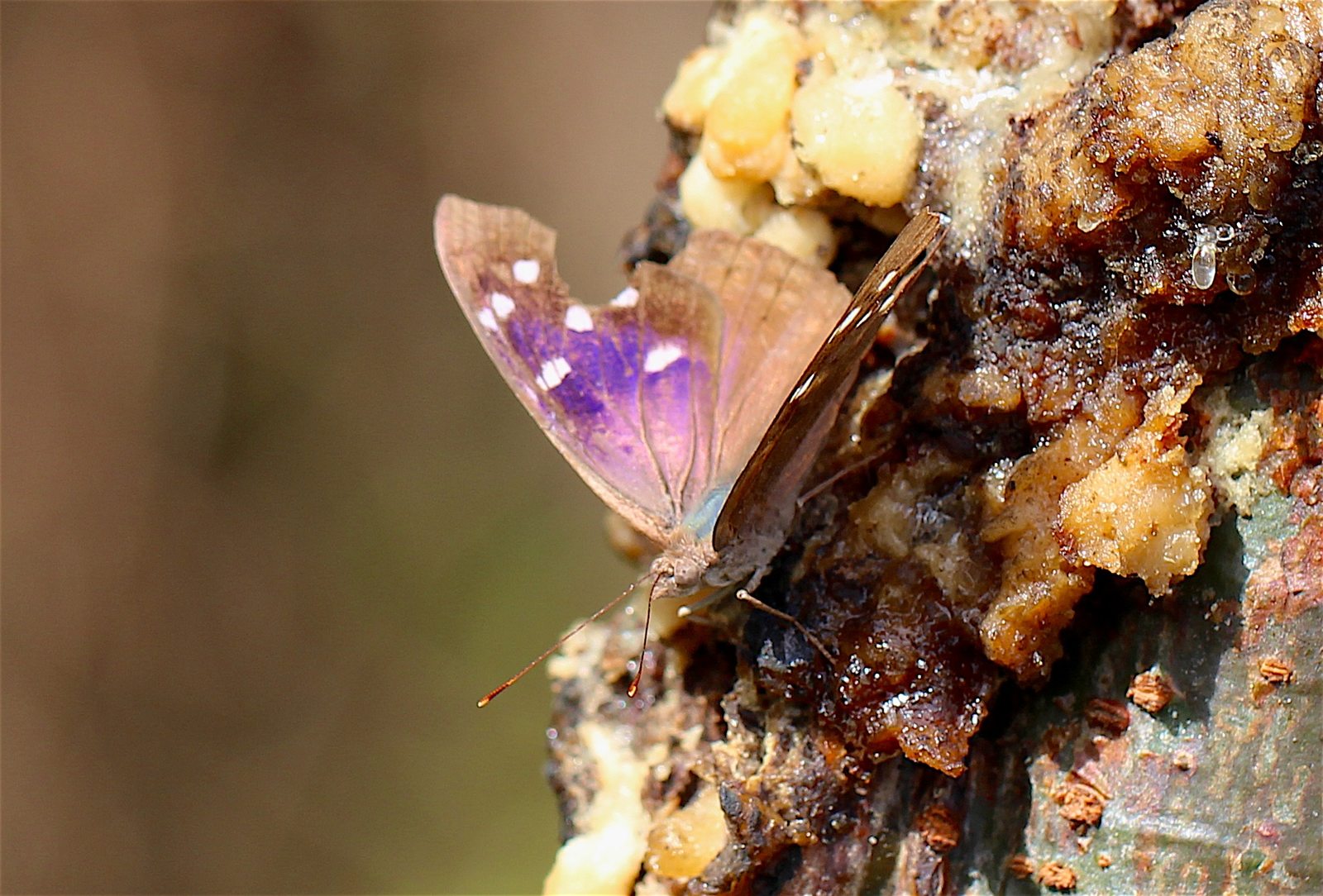 Sighting by William D. Beck, 4/23/2017, in Florida | NABA Butterfly ...