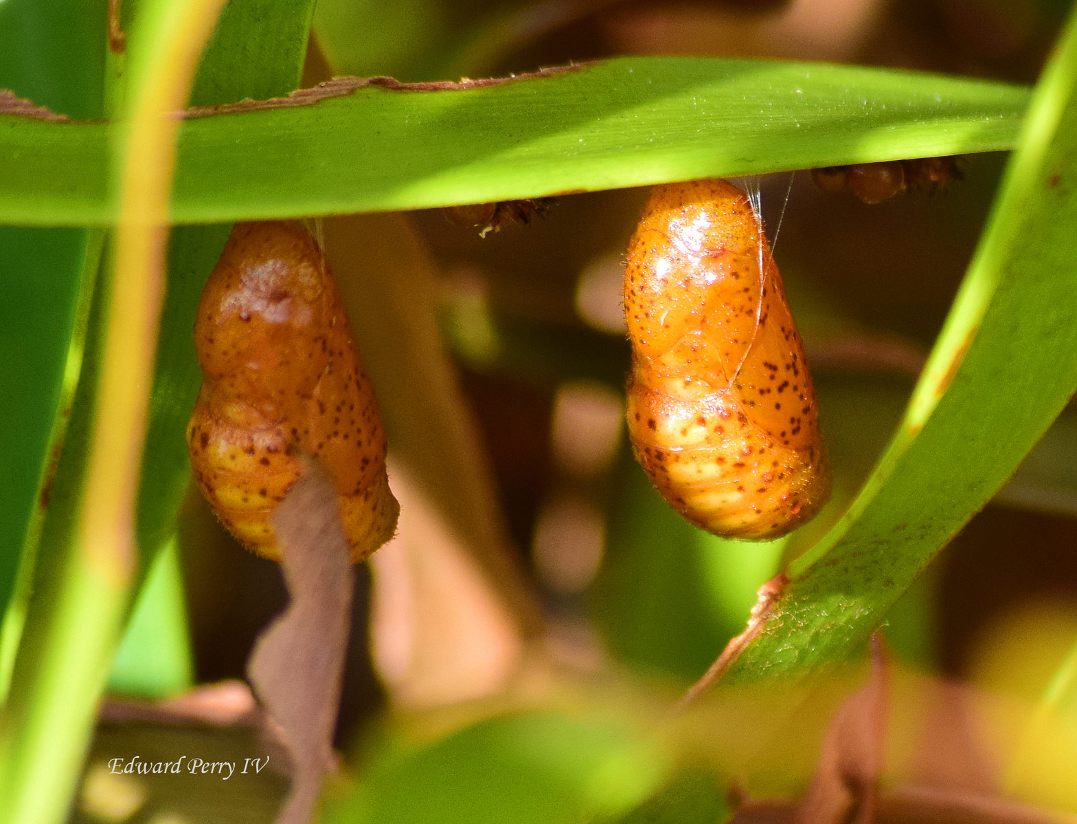 Sighting by Edward Perry IV, 5/17/2017, in Florida | NABA Butterfly ...