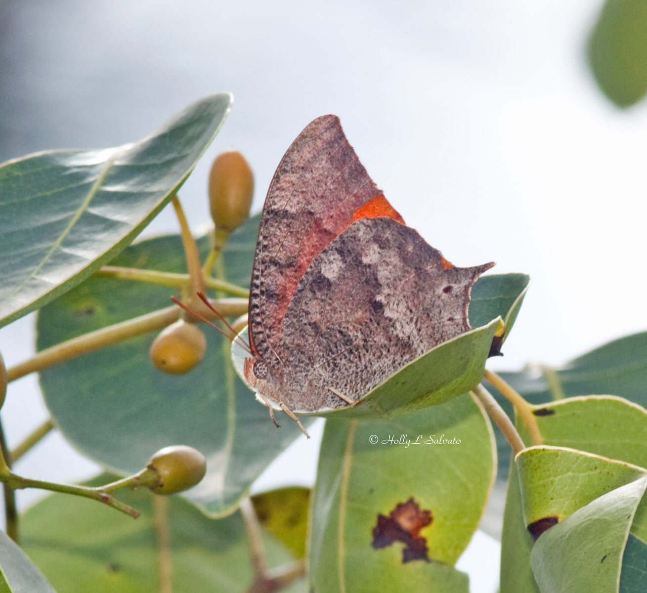 Sighting by Mark and Holly Salvato, 5/20/2017, in Florida | NABA ...