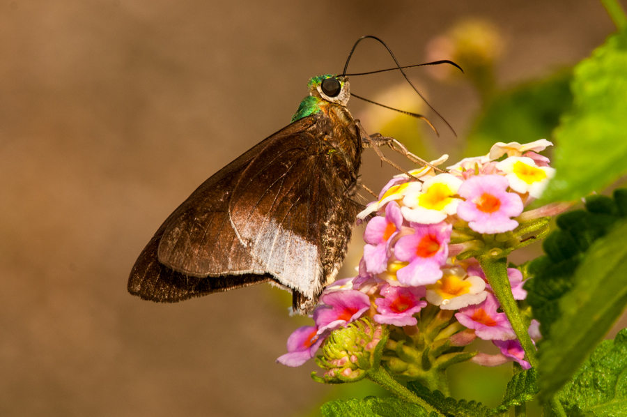 Sighting by Luciano Guerra, 5/22/2017, in Texas | NABA Butterfly Sightings