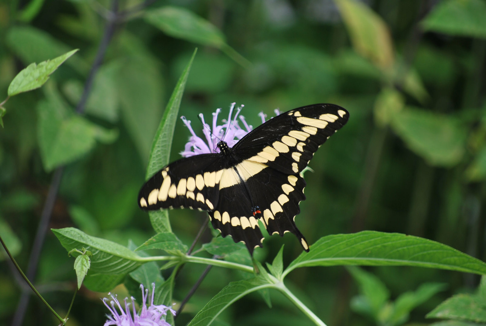 Sighting by Philip Wooldridge, 7/24/2013, in New Jersey | NABA ...