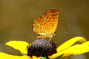 Sighting by Bart Jones, 5/28/2012, in Alabama | NABA Butterfly Sightings