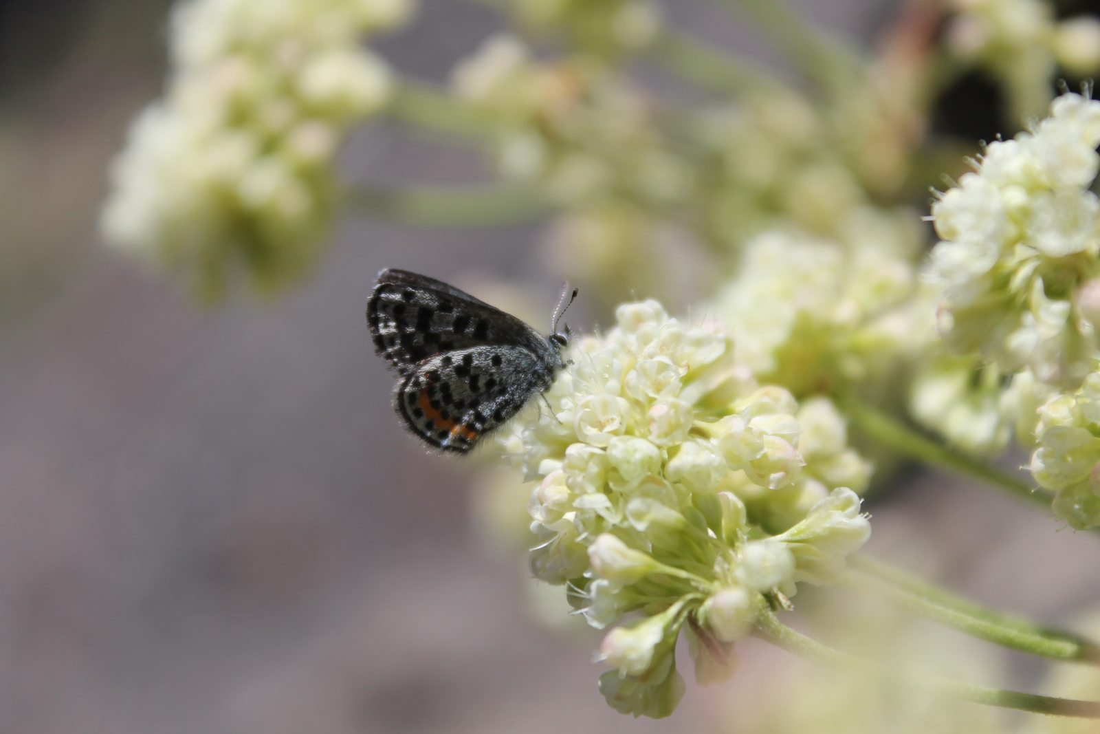 Sighting by Brant Reif, 7/12/2017, in Wyoming | NABA Butterfly Sightings