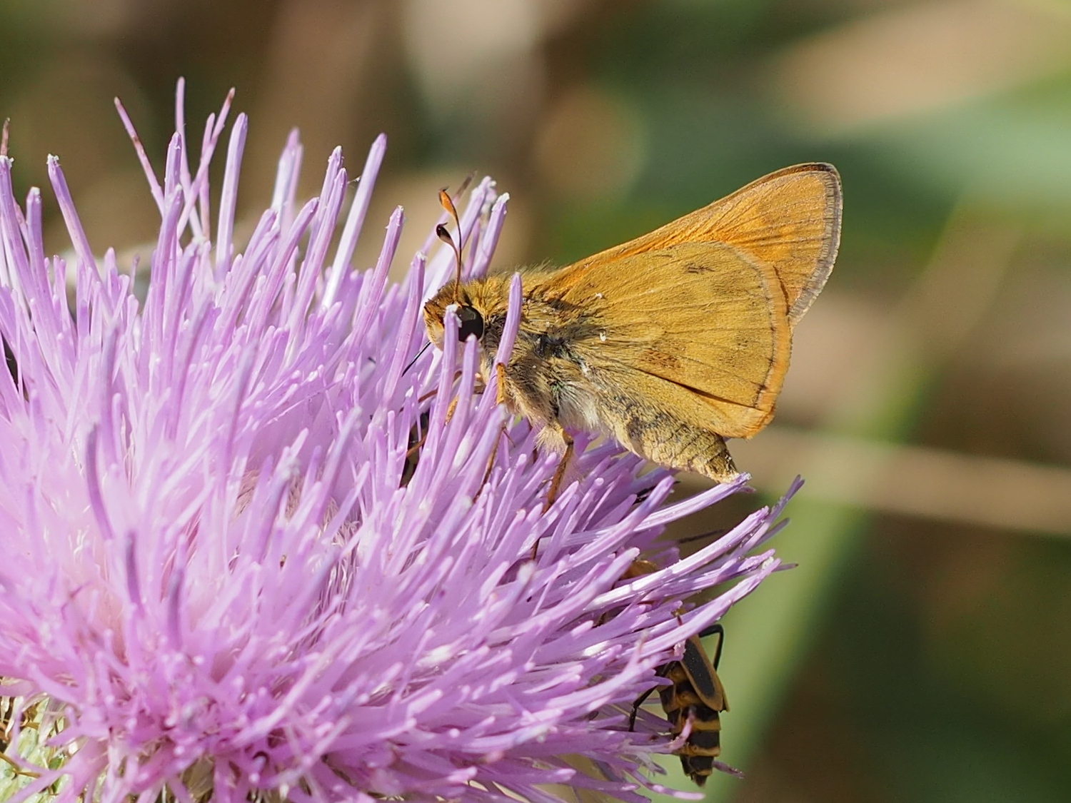 Sighting by Joanne Langabee, 9/16/2017, in Nebraska | NABA Butterfly ...