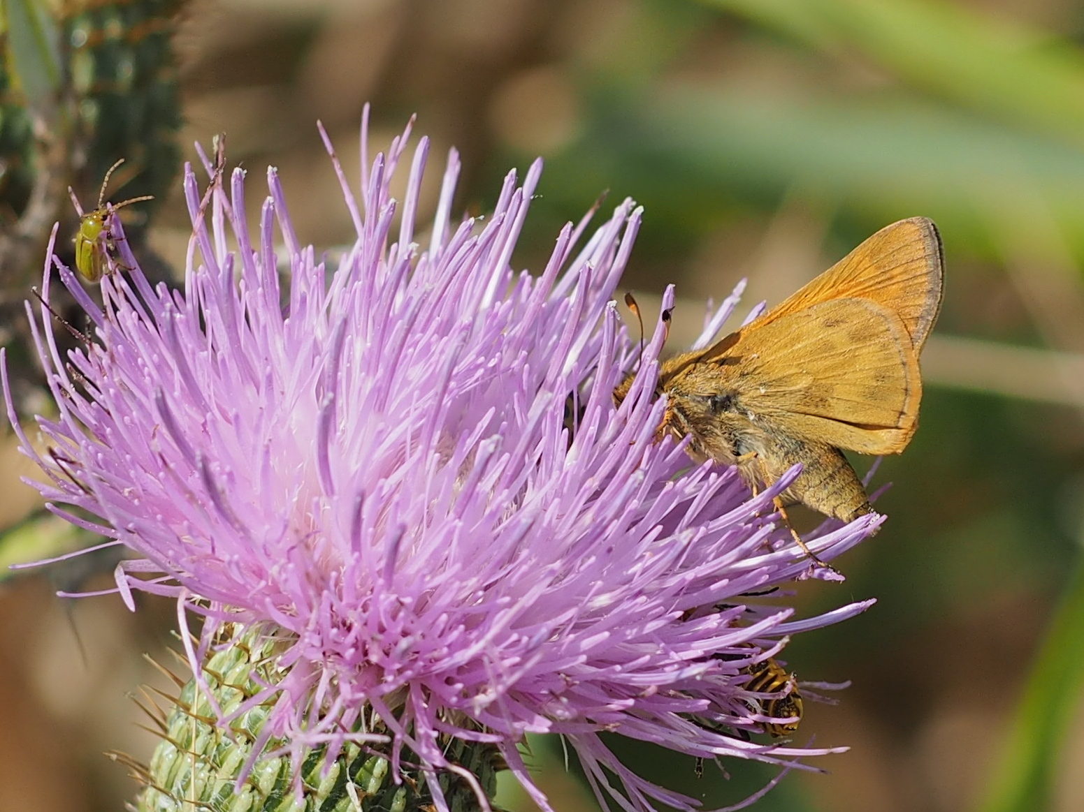 Sighting by Joanne Langabee, 9/16/2017, in Nebraska | NABA Butterfly ...
