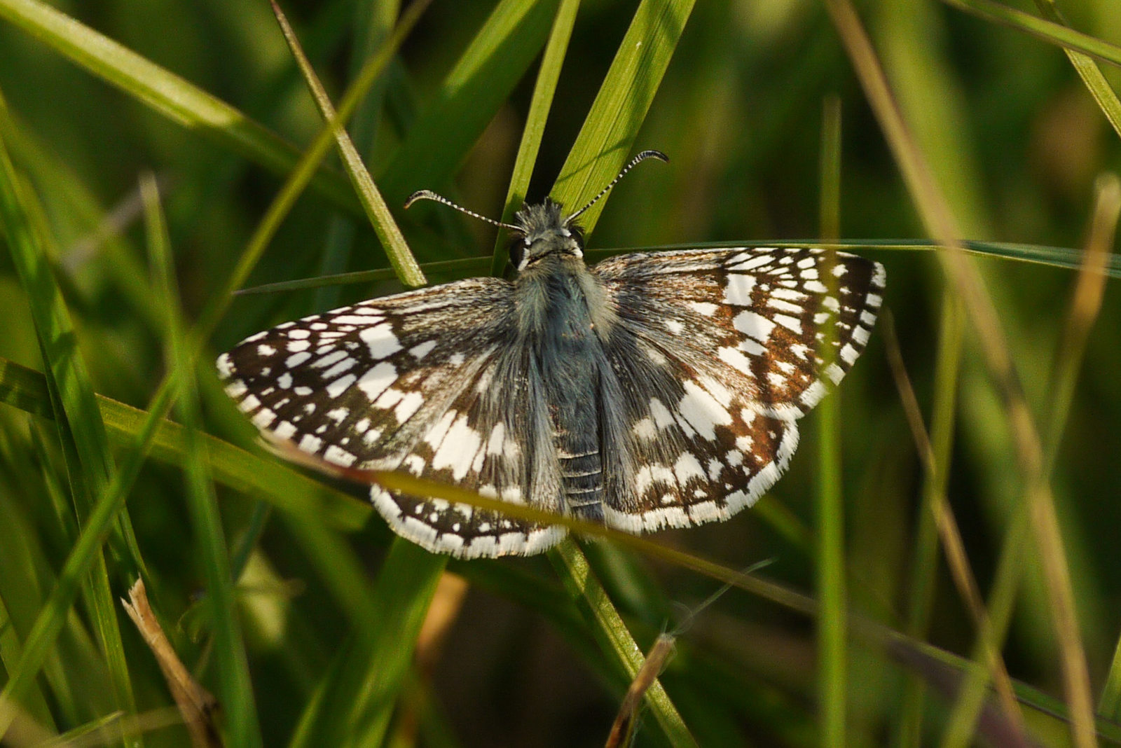 Sighting by Dale Bonk, 11/12/2017, in Georgia | NABA Butterfly Sightings