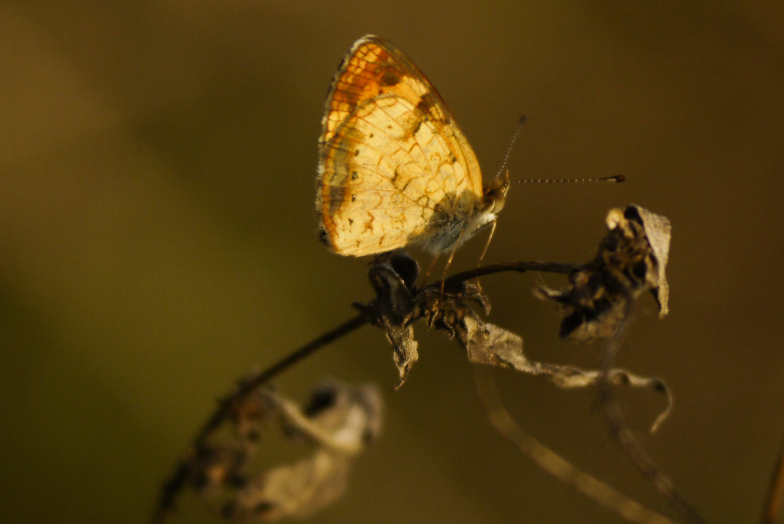 Sighting by Dale Bonk, 11/12/2017, in Georgia | NABA Butterfly Sightings